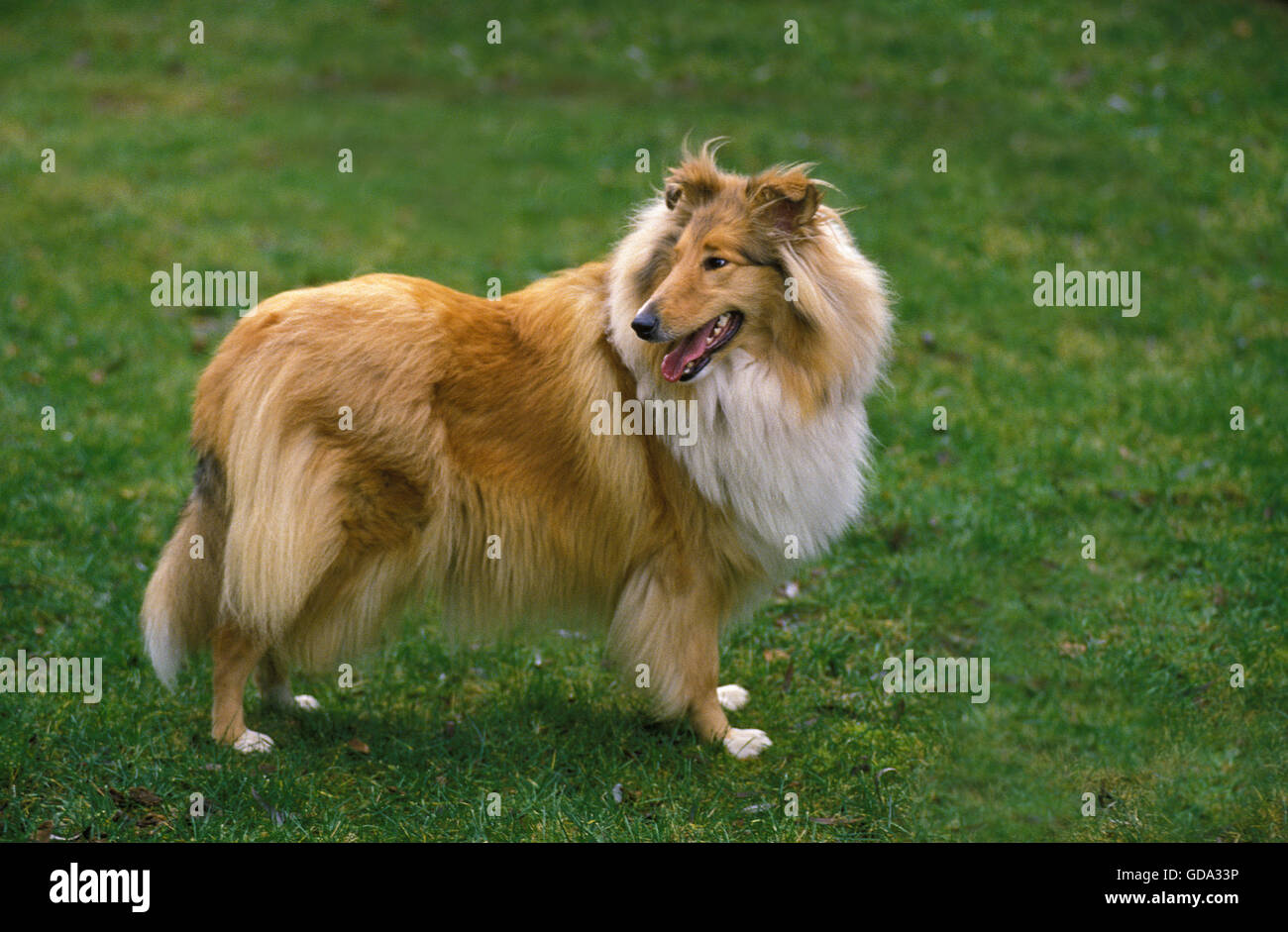 Collie Dog, Adult on Grass Stock Photo - Alamy