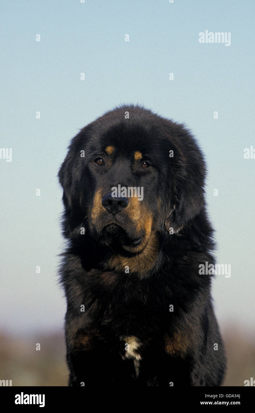 Tibetan temple dog hi-res stock photography and images - Alamy