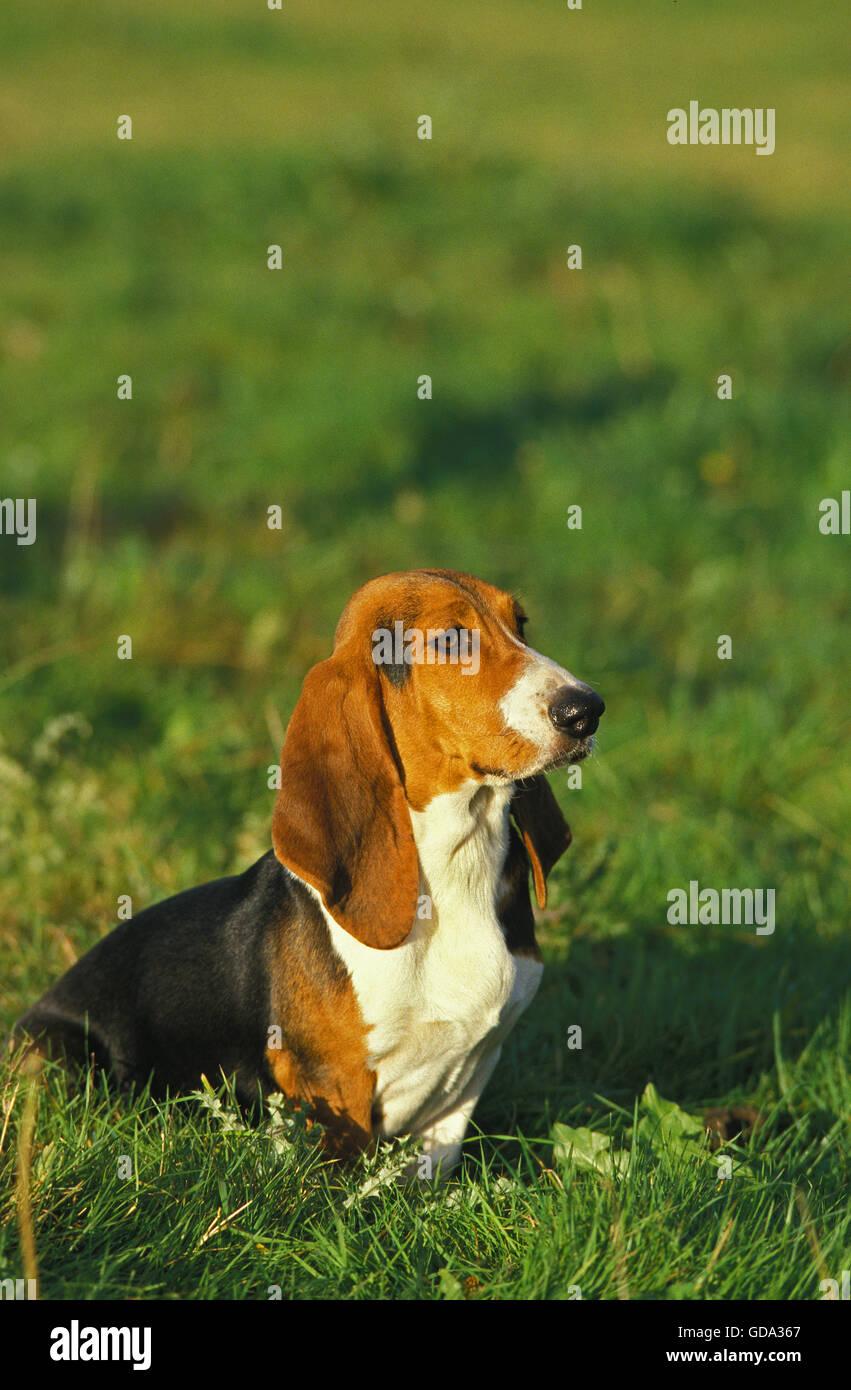Artesian Norman Basset or Basset Artesian Normand sitting on Grass ...