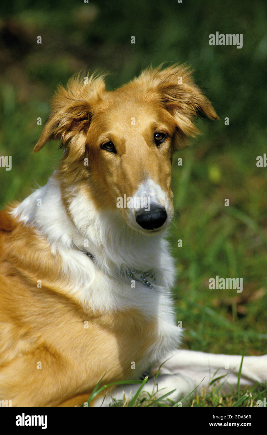 Are Collies Mixed With Borzois
