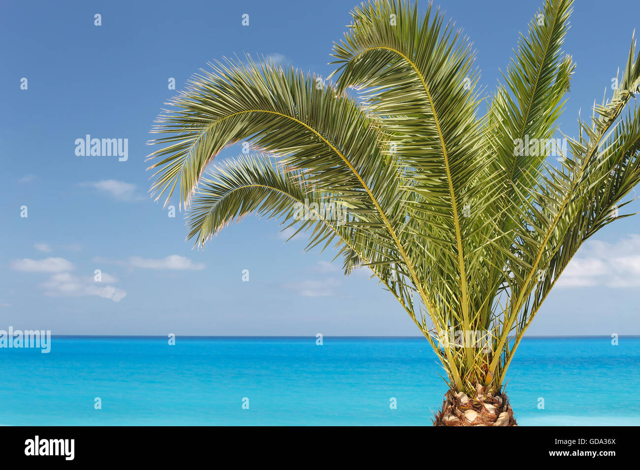 Palm tree on beach against sea and sky in a beautiful tropical setting ...