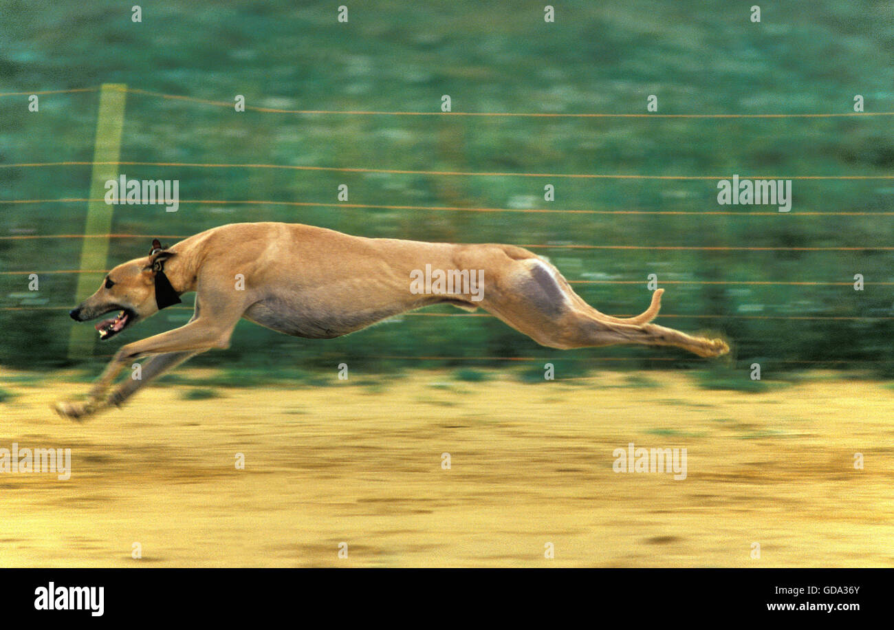 Greyhound during Greyhound Racing Dog Stock Photo - Alamy