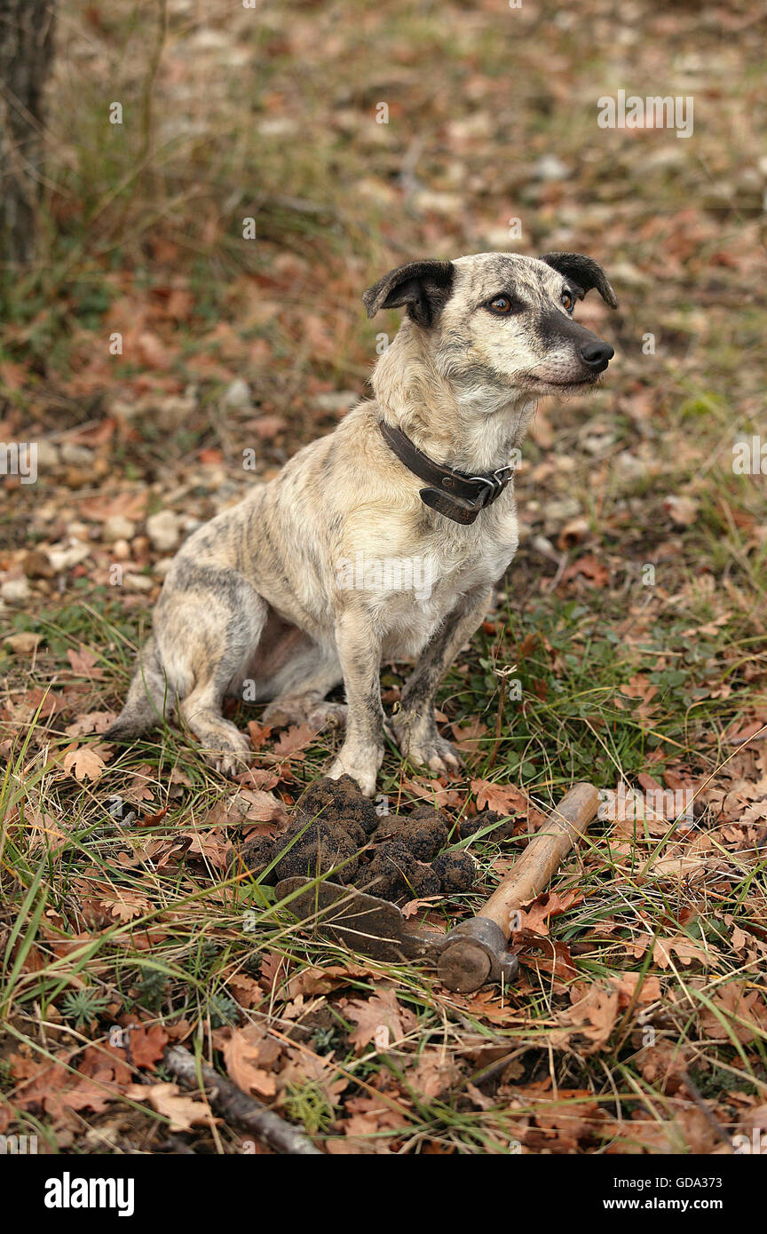 TRUFFLE DOG, TRUFFLE GATHERING IN DROME IN FRANCE Stock Photo - Alamy