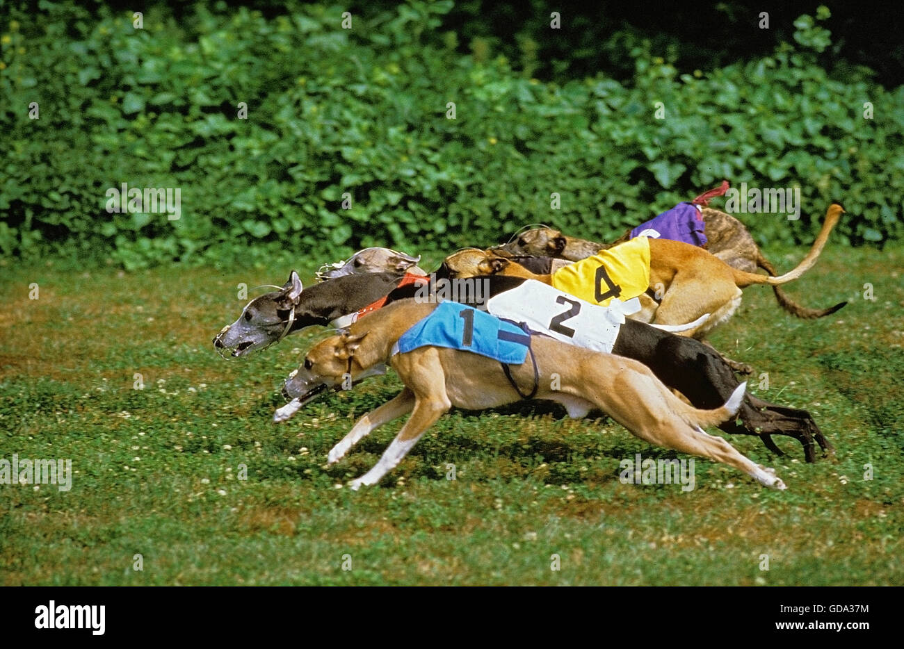 Pedigree greyhound hi-res stock photography and images - Alamy