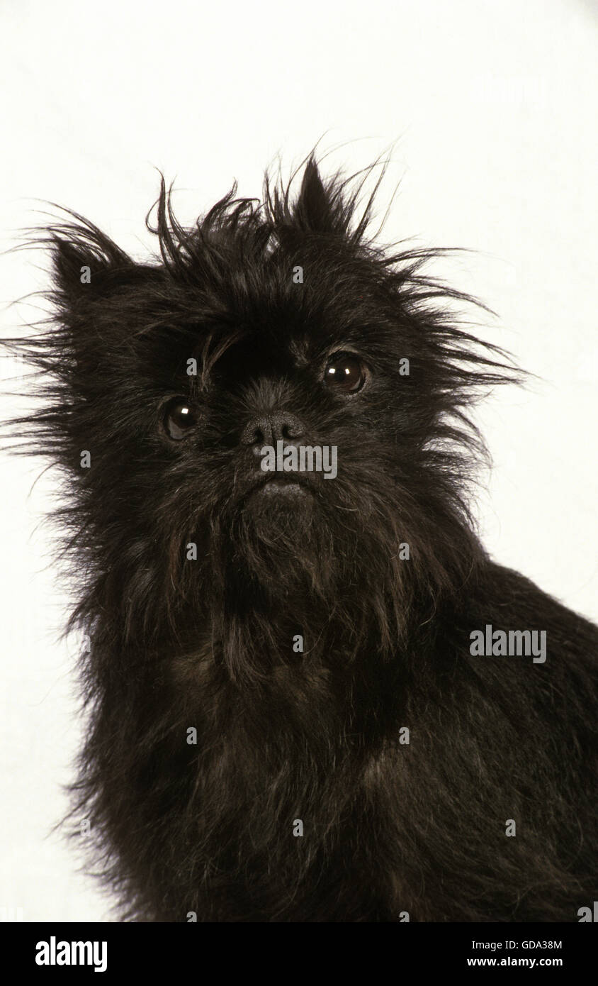 Monkey dog hi-res stock photography and images - Alamy