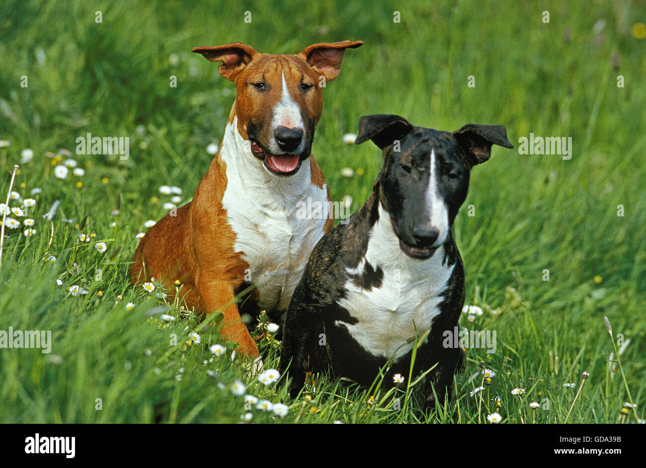 Sitting bull hi-res stock photography and images - Alamy