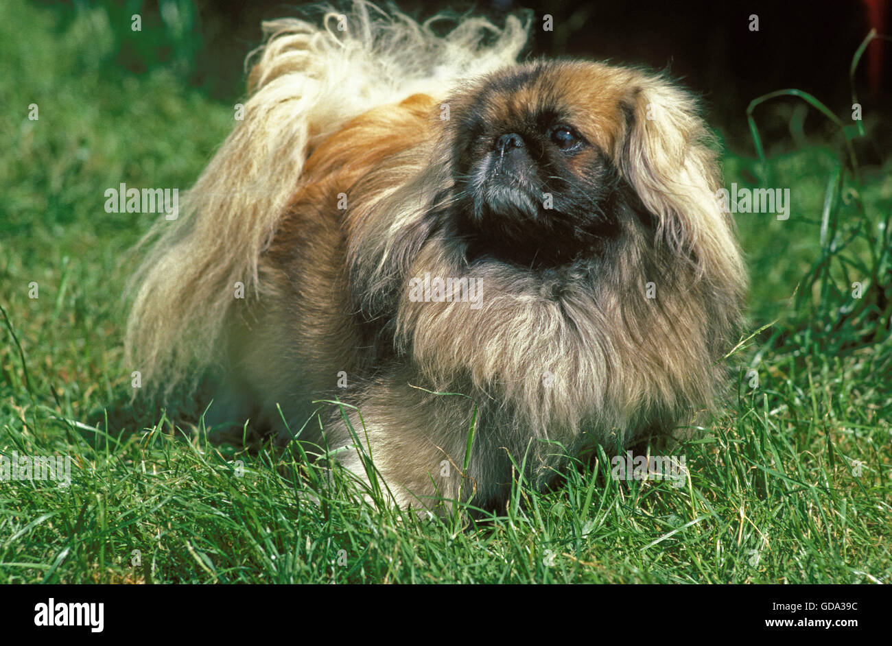 Pekinese dog hi-res stock photography and images - Alamy