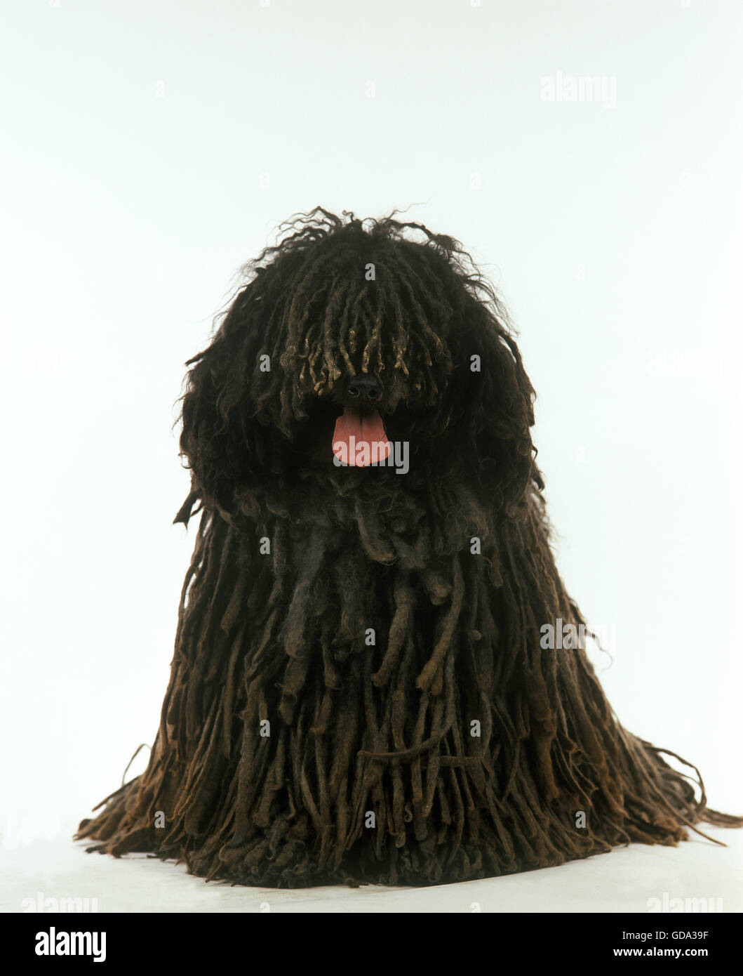 Hungarian Puli Dog High Resolution Stock Photography and Images - Alamy