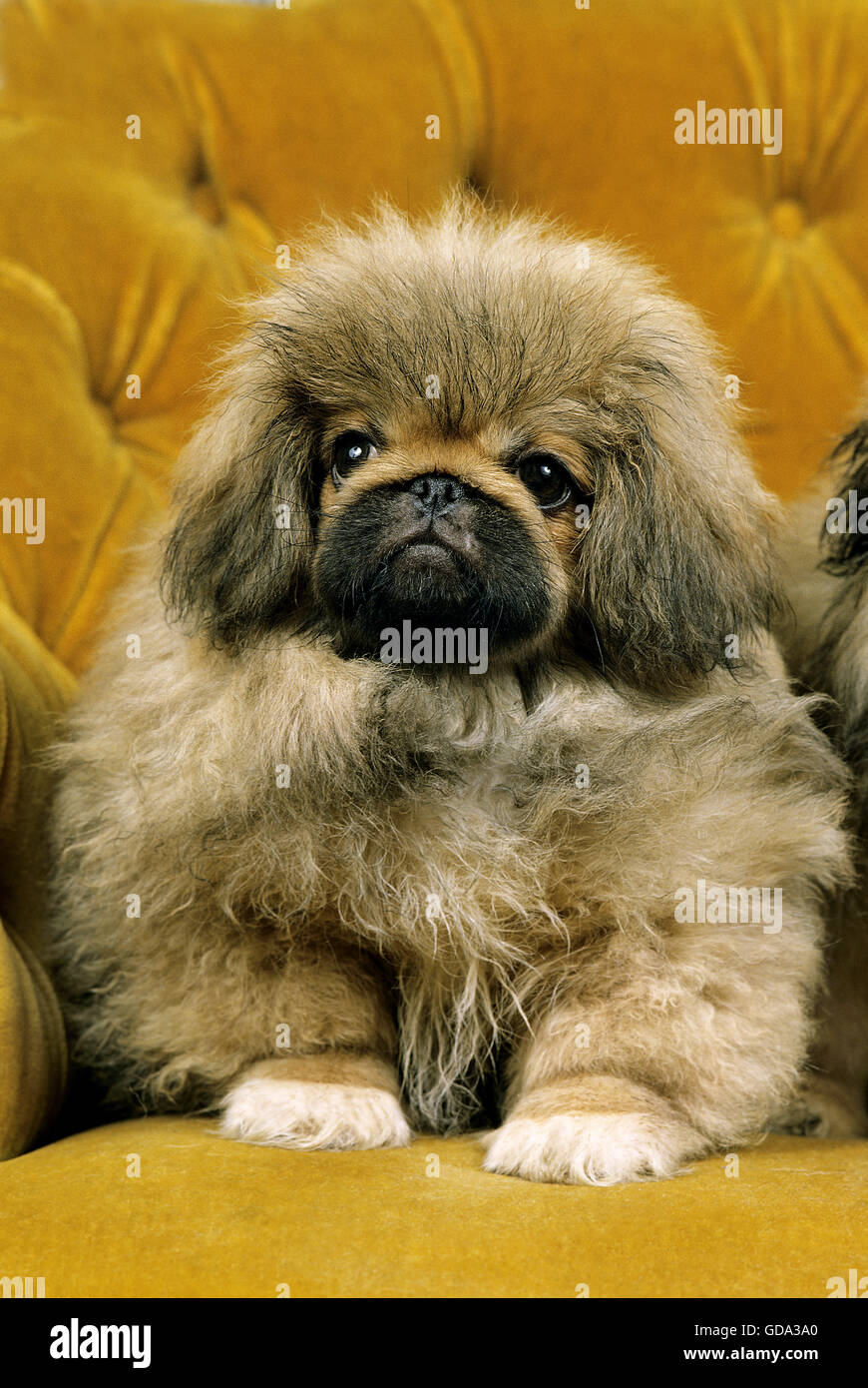 Pekinese Dog, Pup sitting Stock Photo - Alamy