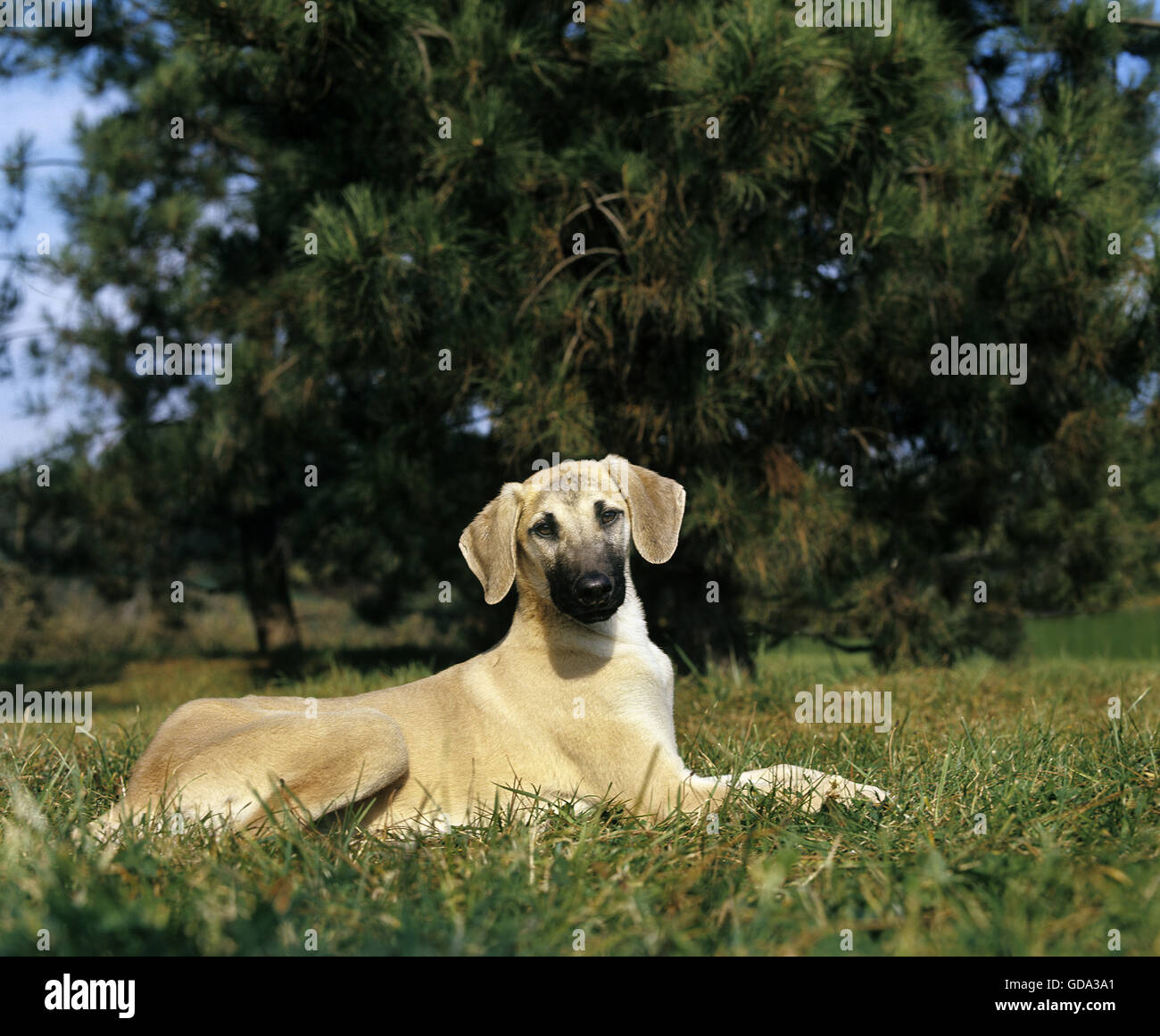 Sloughi Dog, Pup laying on Grass Stock Photo - Alamy