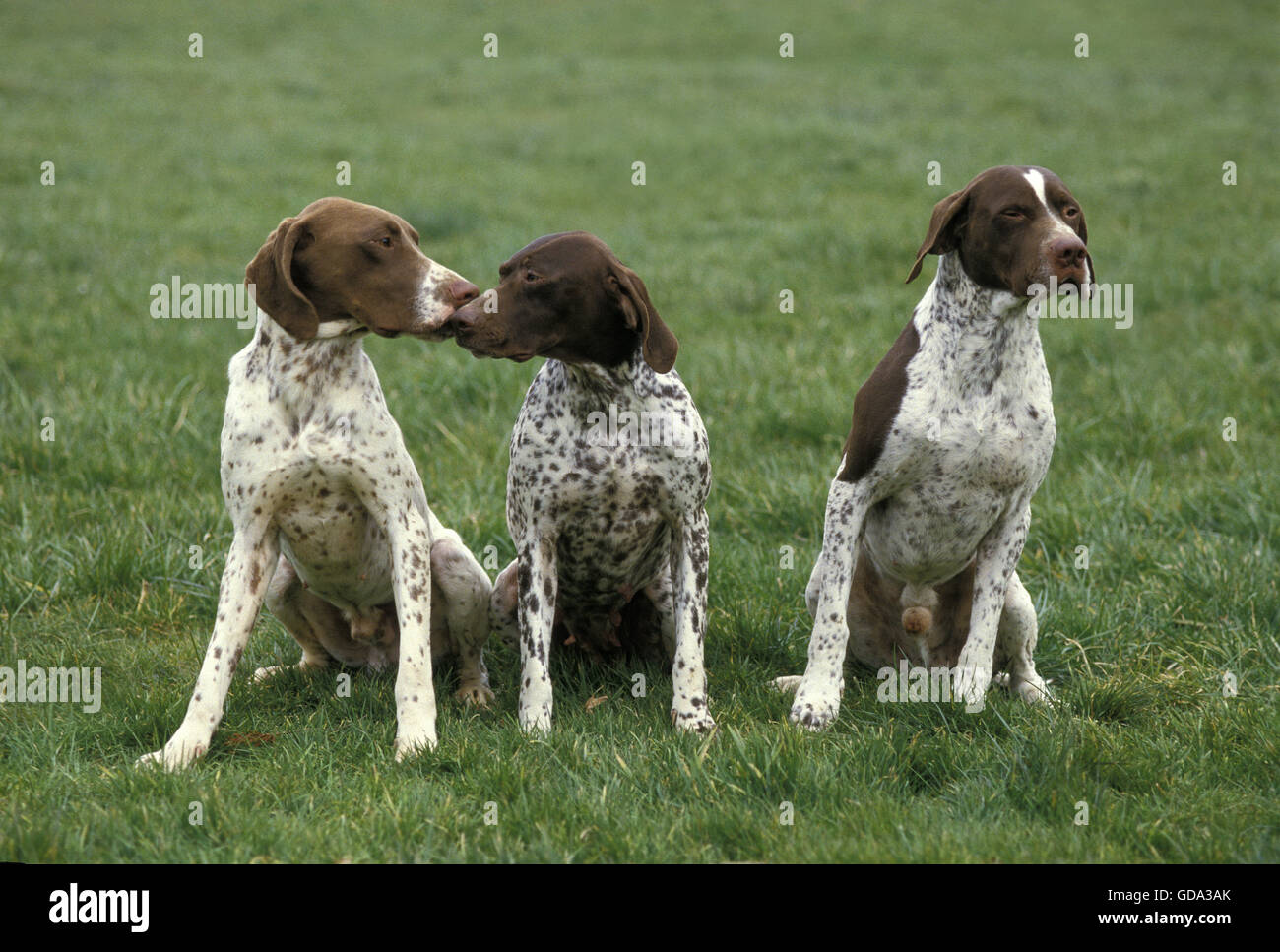 French Pointing Dog Pyrenean Type, Adults sitting on Grass Stock Photo ...