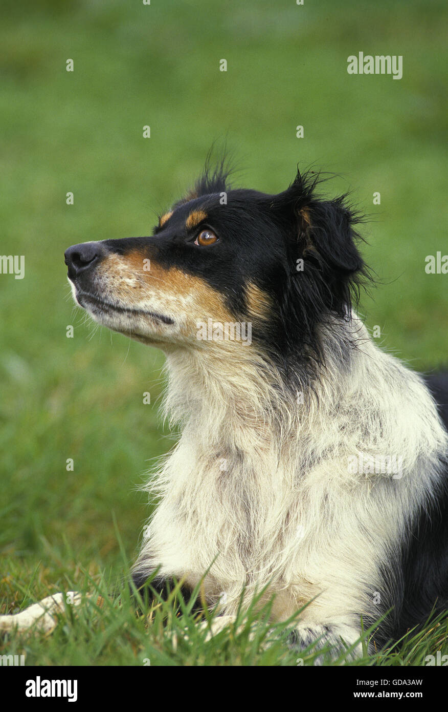 Adult border collie hi-res stock photography and images - Alamy