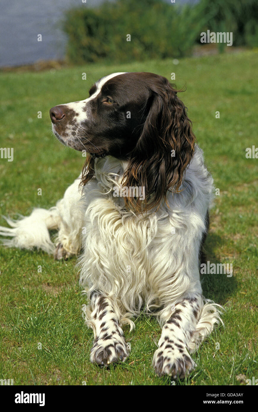 French spaniel dog hi-res stock photography and images - Alamy
