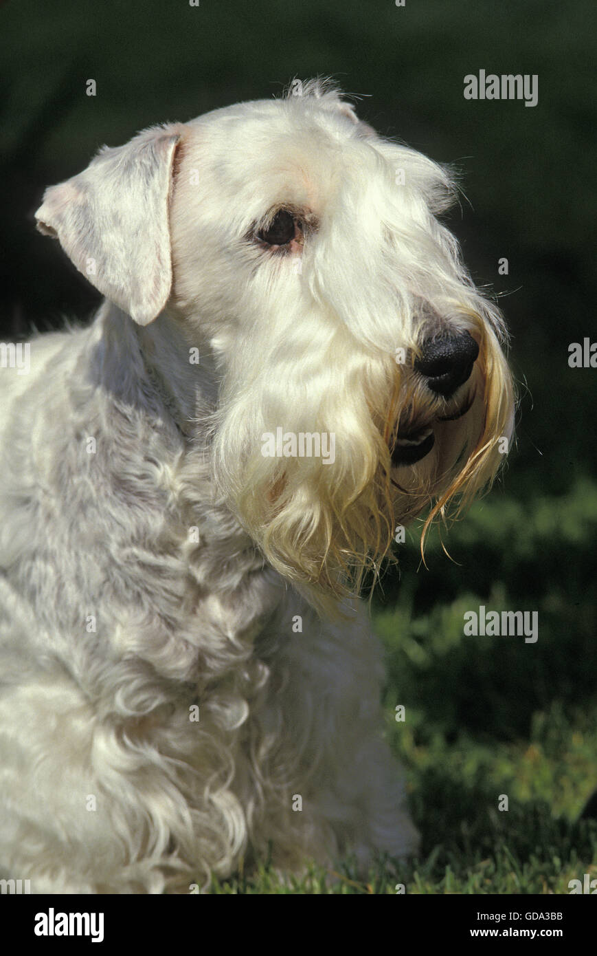 Sealyham dog hi-res stock photography and images - Alamy