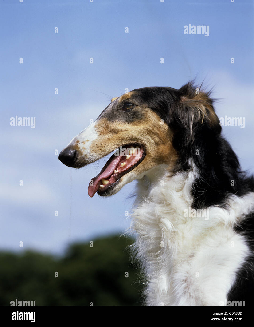 Borzoi Dog or Russian Wolfhound Stock Photo - Alamy
