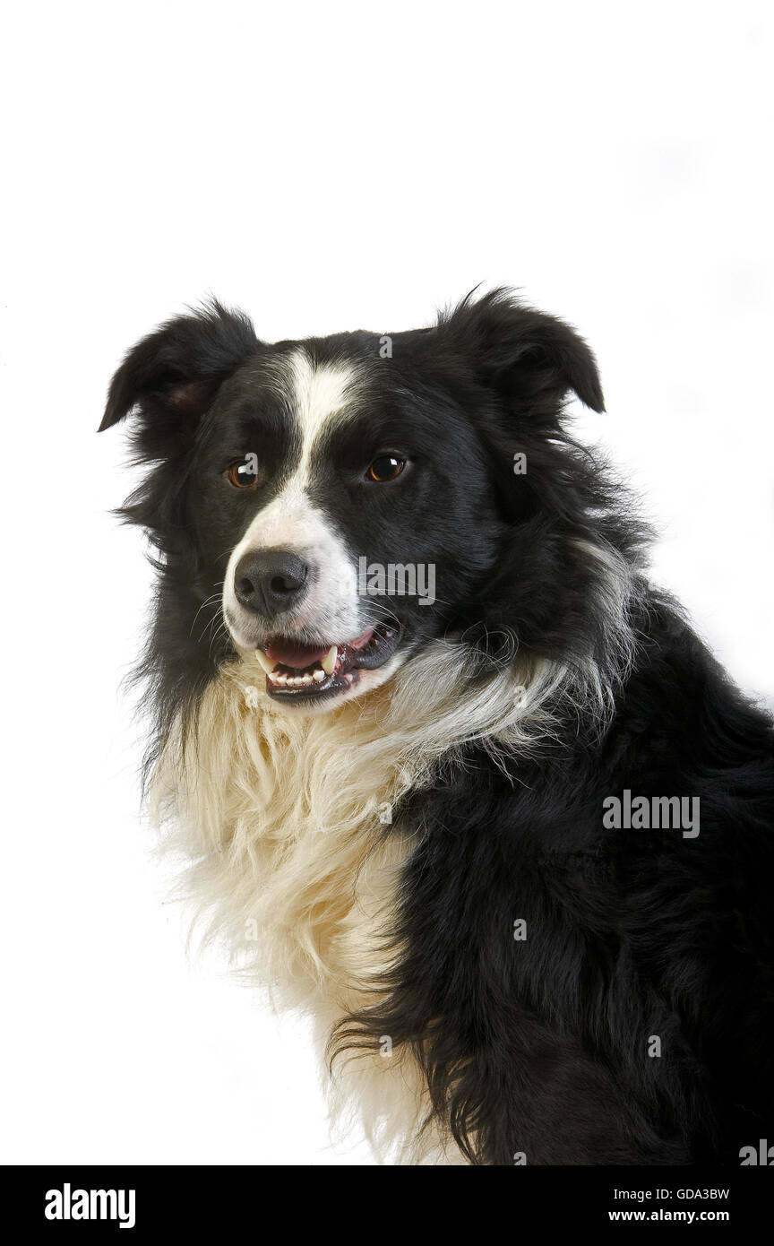 Male border collie dog hi-res stock photography and images - Alamy