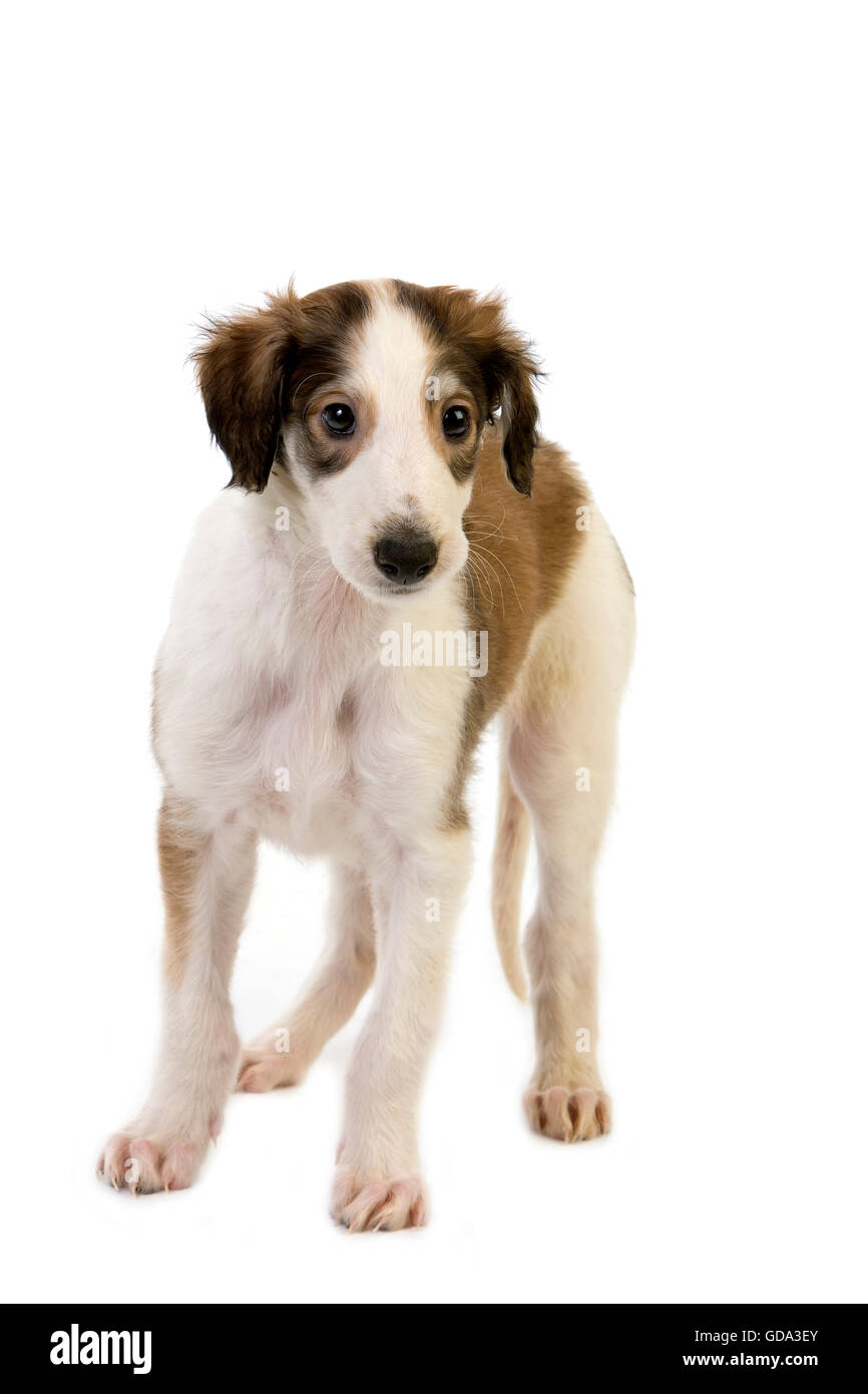 Borzoi puppy hi-res stock photography and images - Alamy