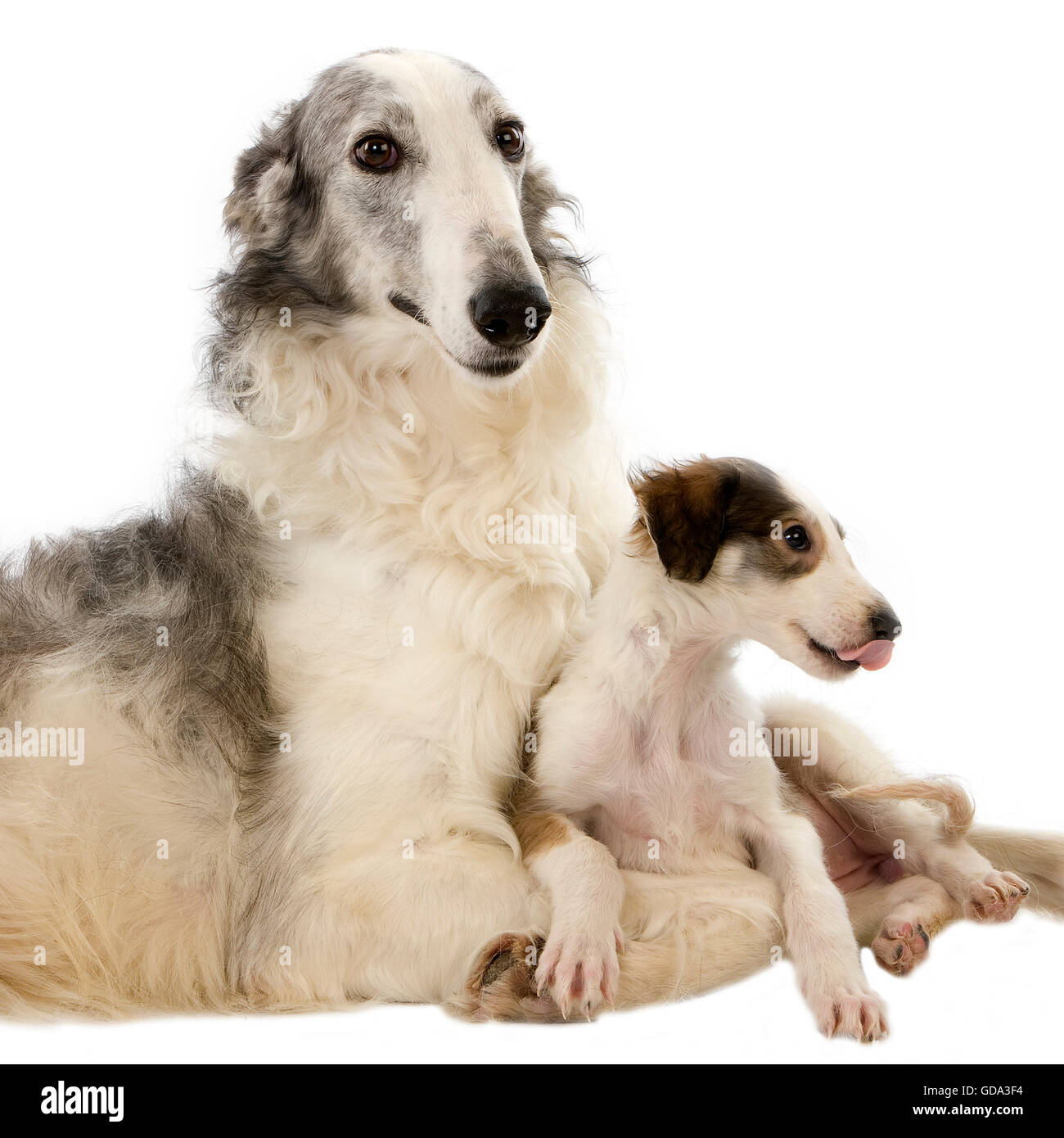 BORZOI OR RUSSIAN WOLFHOUND Stock Photo - Alamy