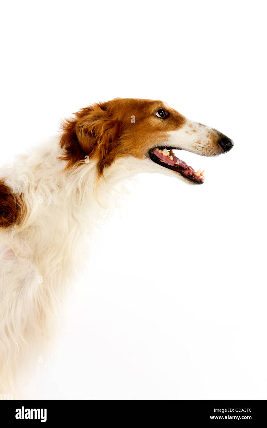 Borzoi Dog or Russian Wolfhound, Portrait of Adult against White ...