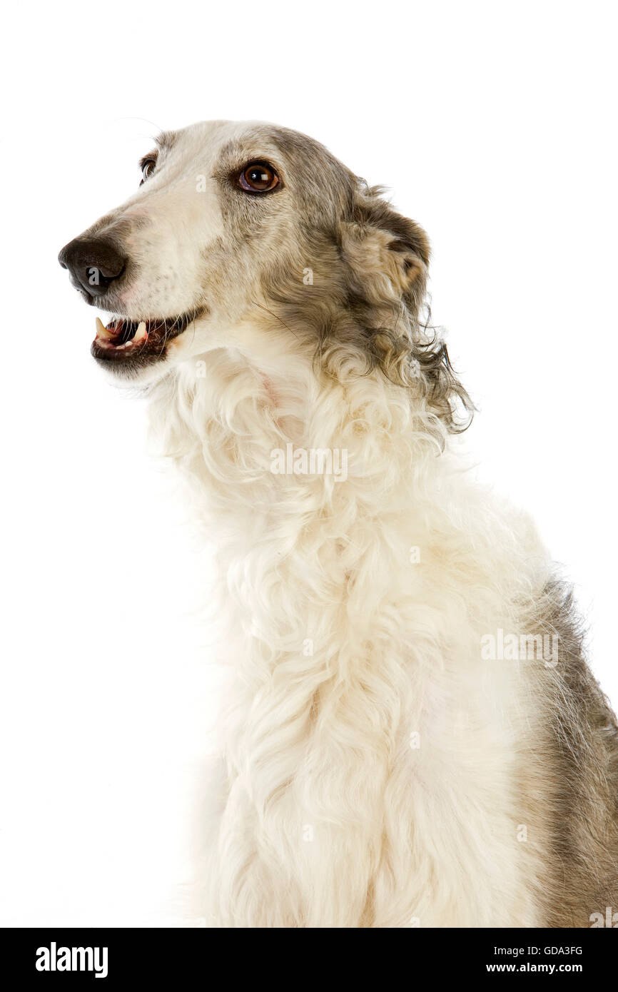Borzoi Dog or Russian Wolfhound, Portrait of Adult against White ...