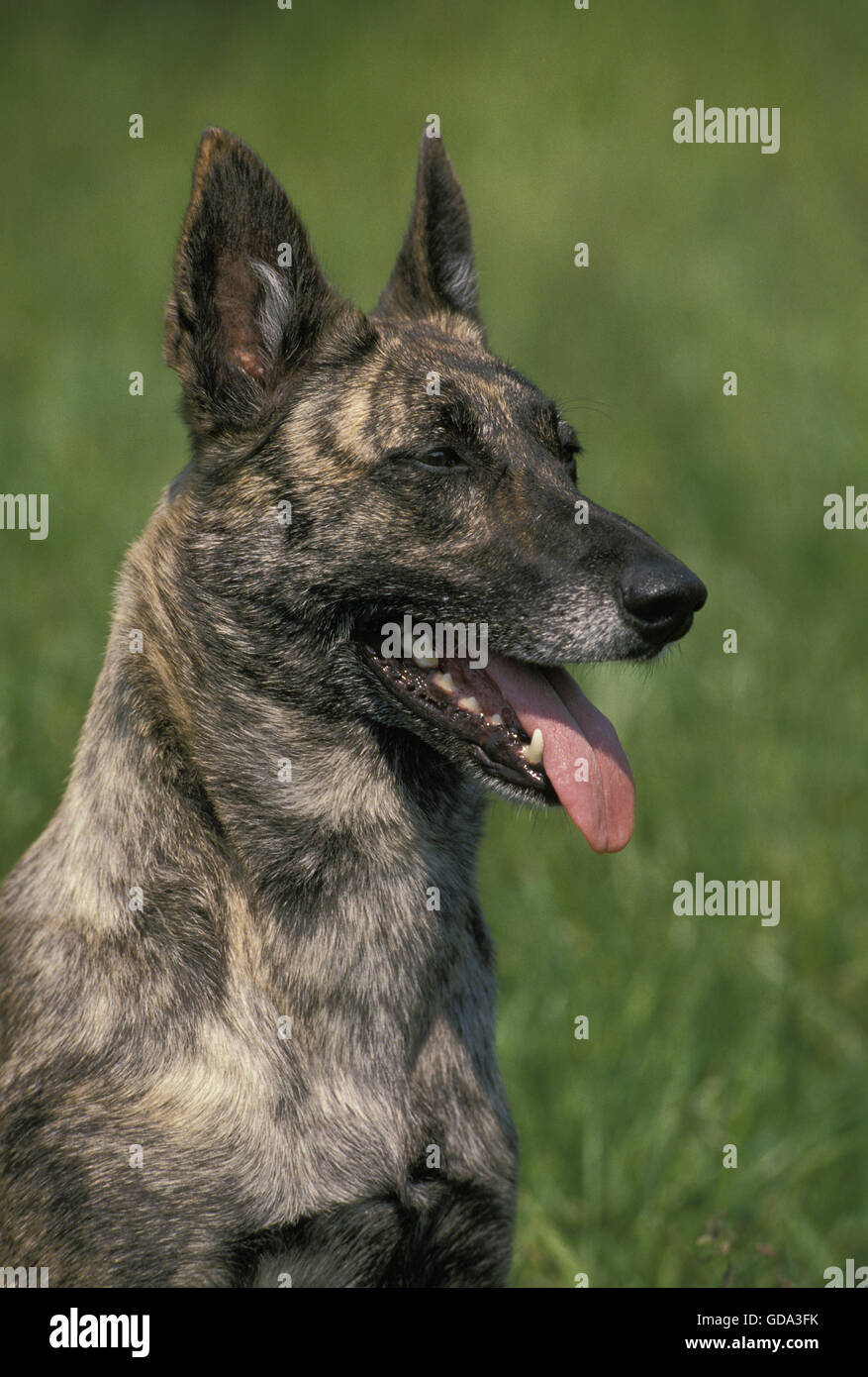 Dutch Shepherd Dog, Portrait of Adult with Tongue out Stock Photo - Alamy