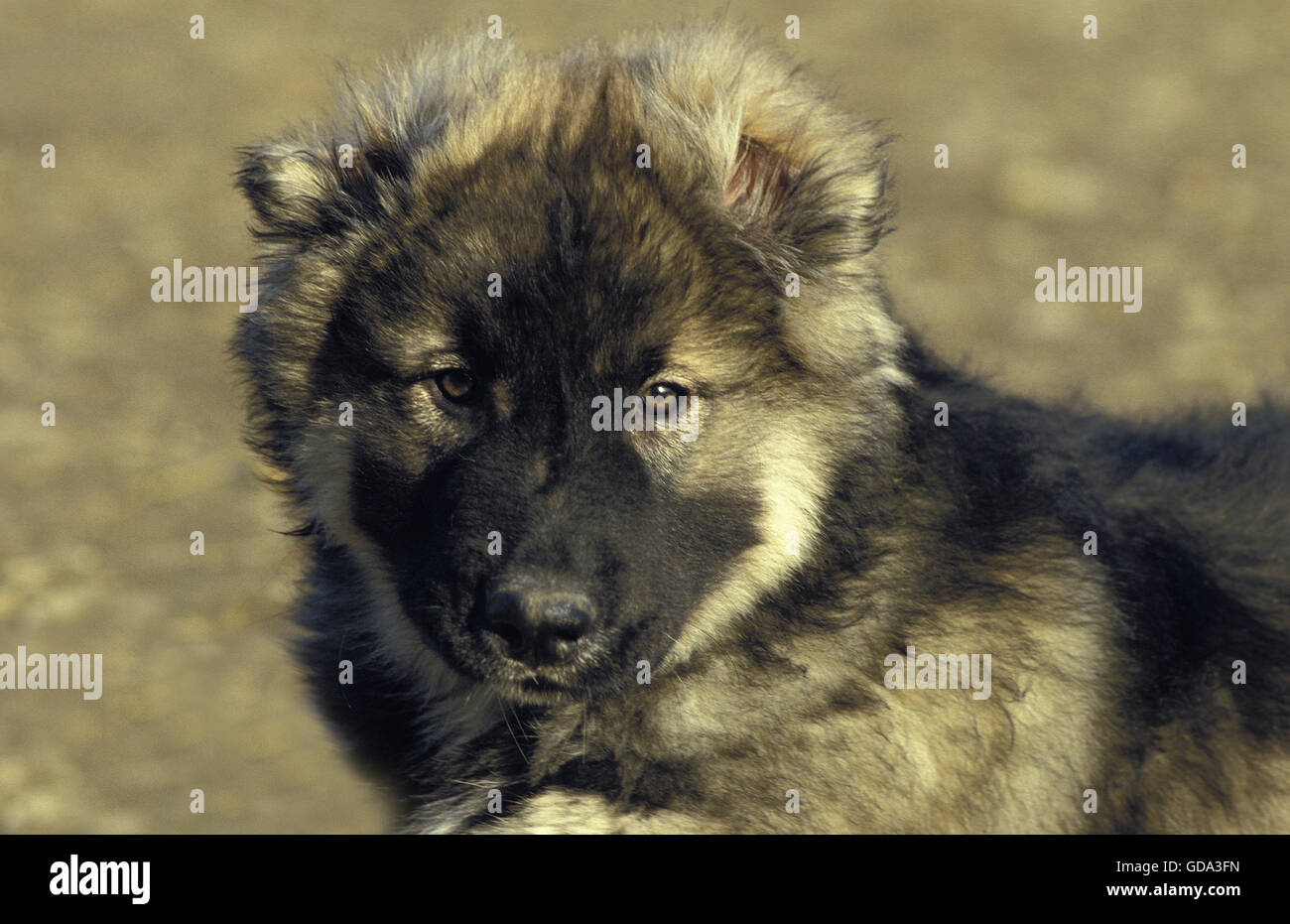 Caucasian Shepherd Dog, a Breed from Russia Stock Photo - Alamy