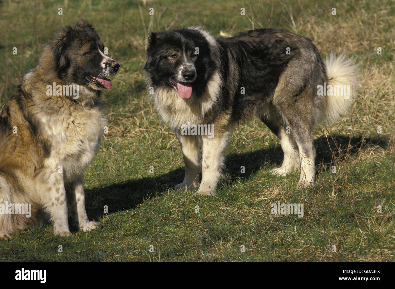 Caucasian Shepherd Dog, a Breed from Russia Stock Photo - Alamy