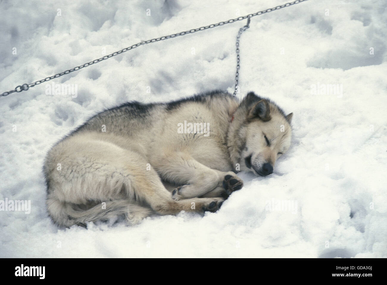 Greenland dog sleeping on snow hi-res stock photography and images - Alamy