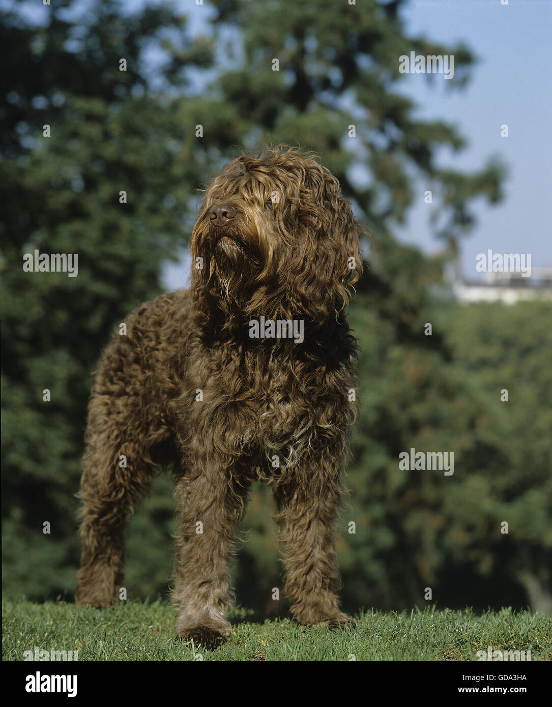 Barbet Dog on Grass Stock Photo - Alamy