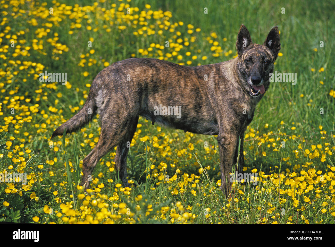 Dutch Shepherd Dog in Yellow Flowers Stock Photo - Alamy