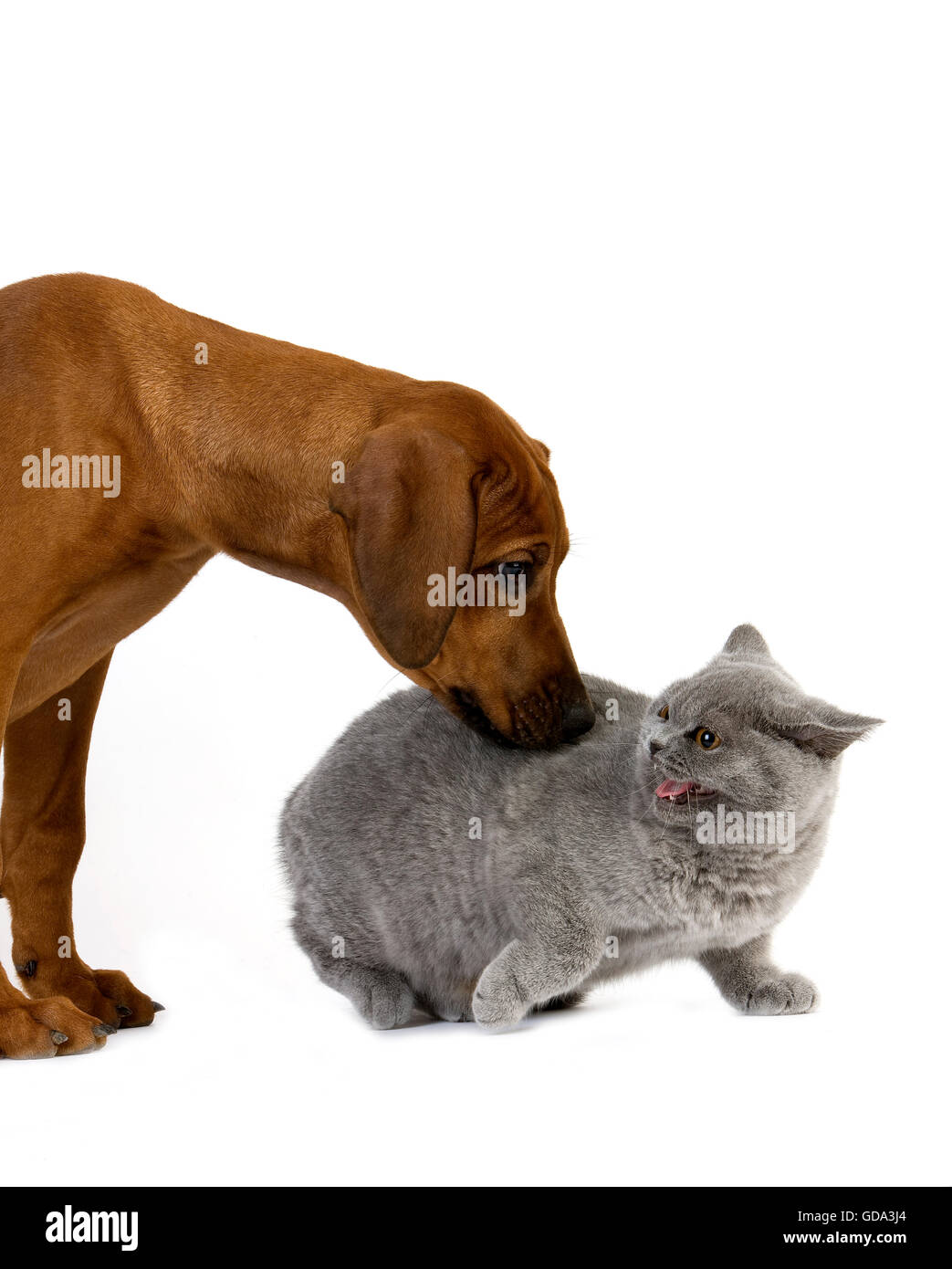 Lilac British Shorthair Male Domestic Cat and Rhodesian Ridgeback, 3 ...