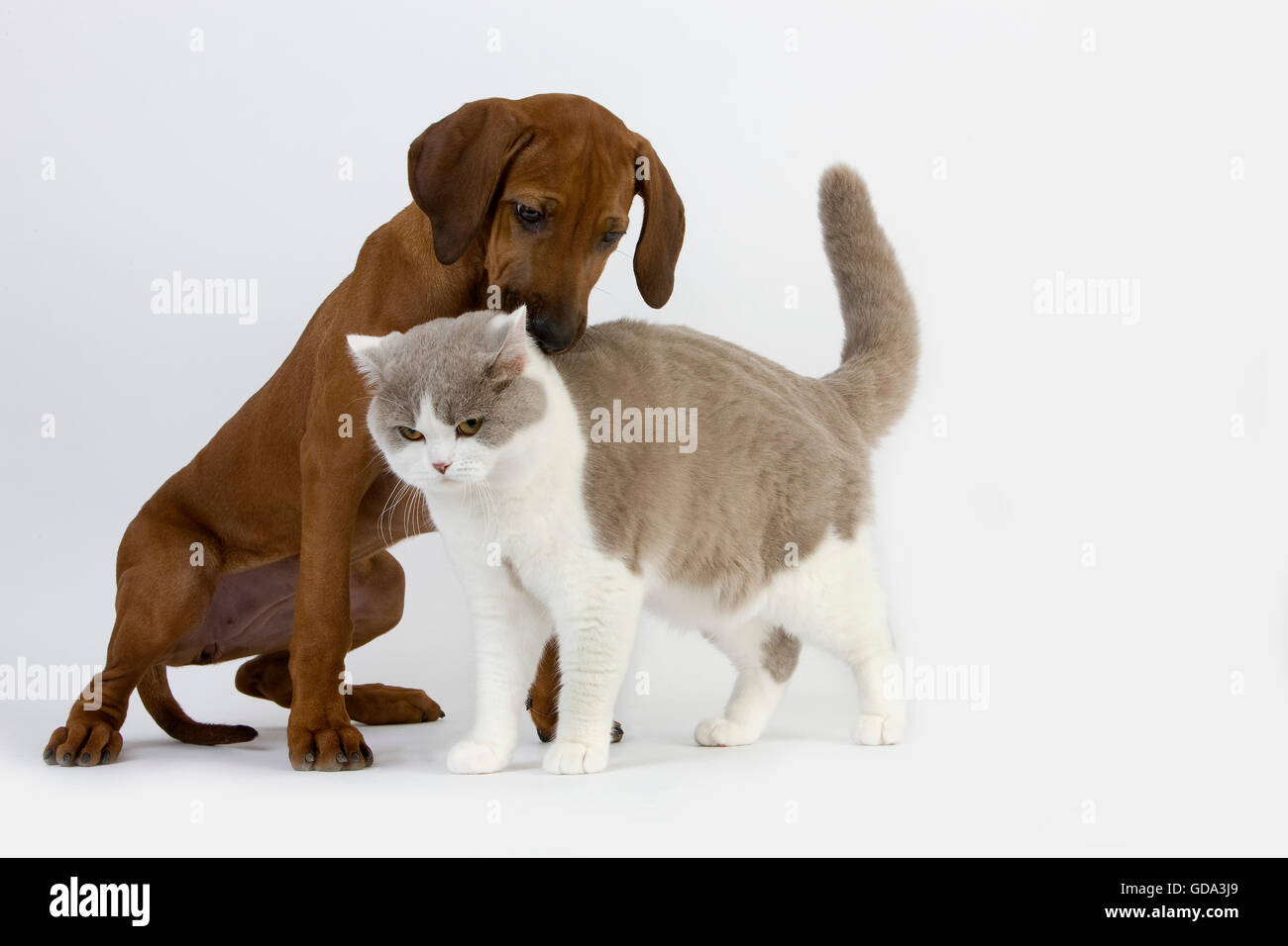 MALE LILAC AND WHITE BRITISH SHORTHAIR DOMESTIC CAT WITH A RHODESIAN ...