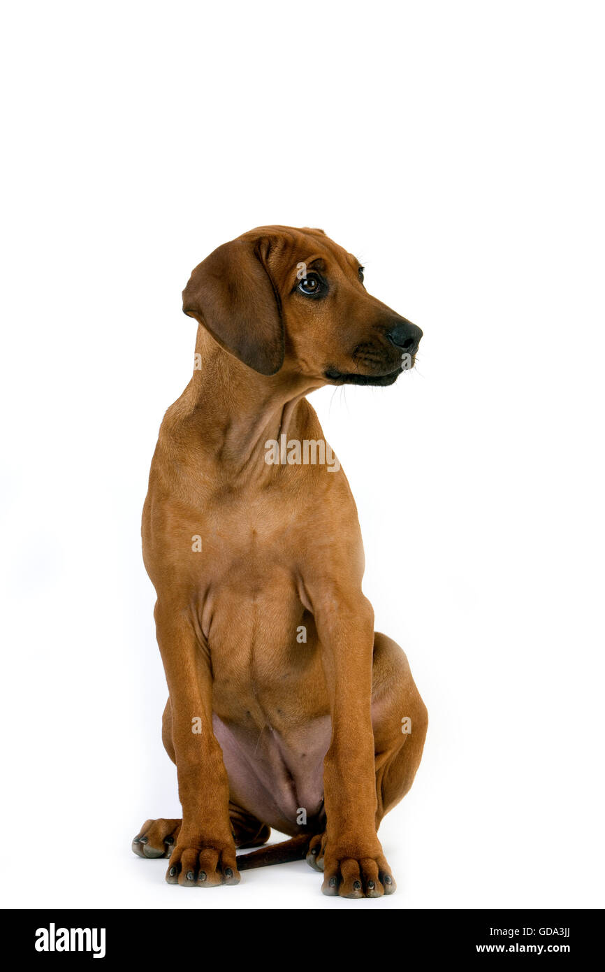 Rhodesian Ridgeback, 3 Months old Puppy sitting against White ...