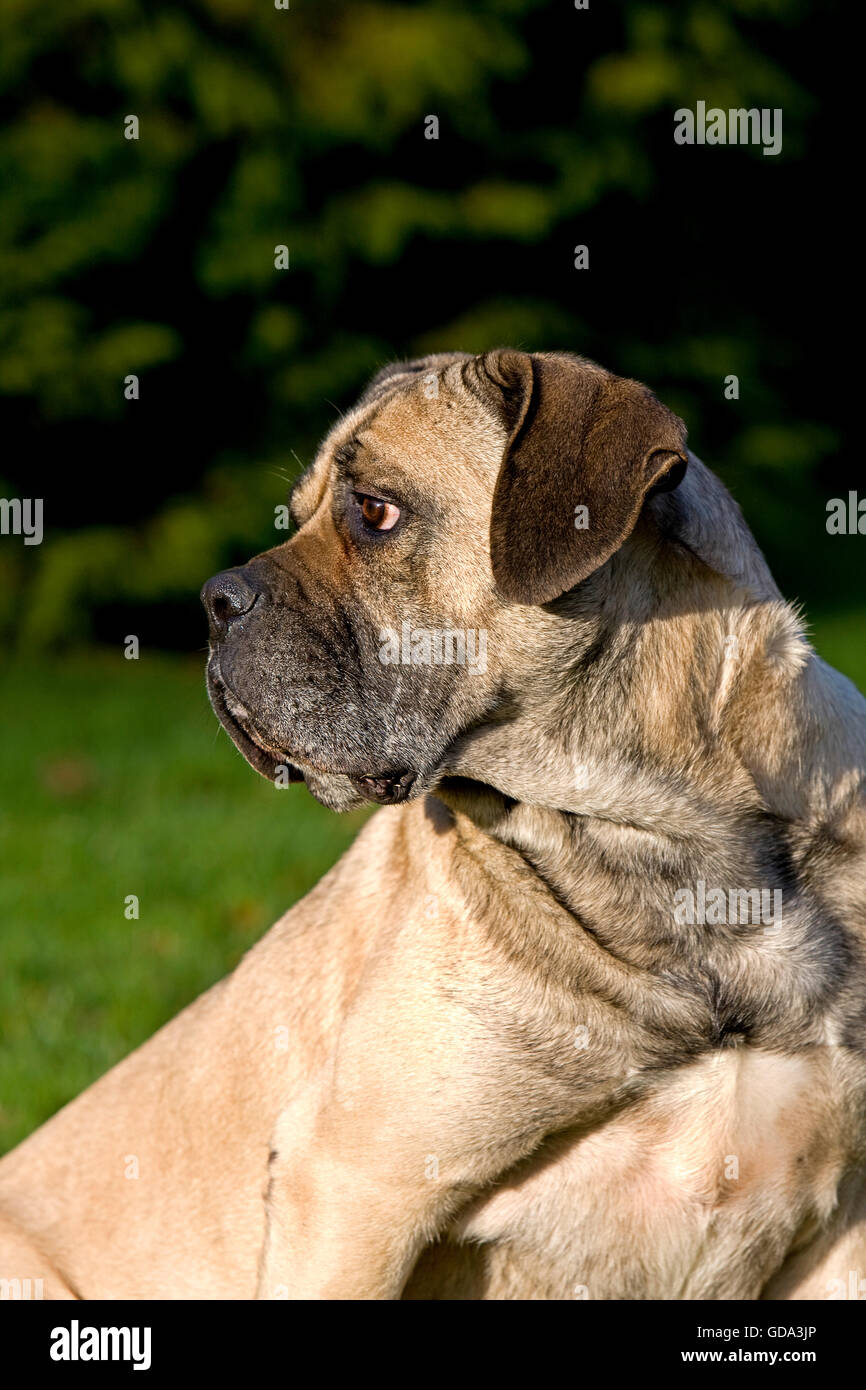 Cane Corso, a Dog Breed from Italy, Portrait of Adult Stock Photo - Alamy