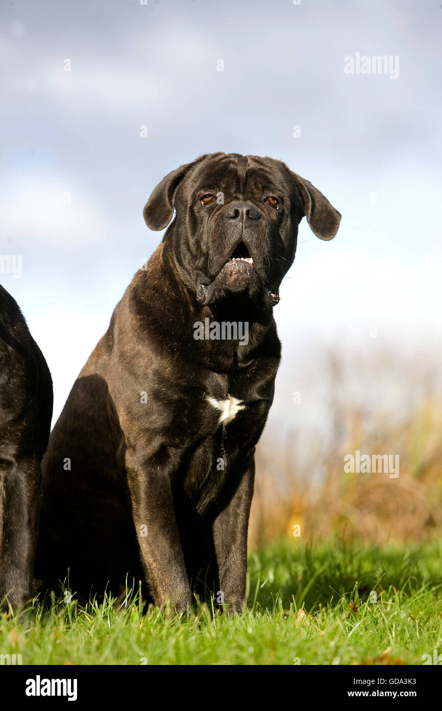 Cane Corso, Dog Breed from Italy, Adult Sitting on Grass Stock Photo ...