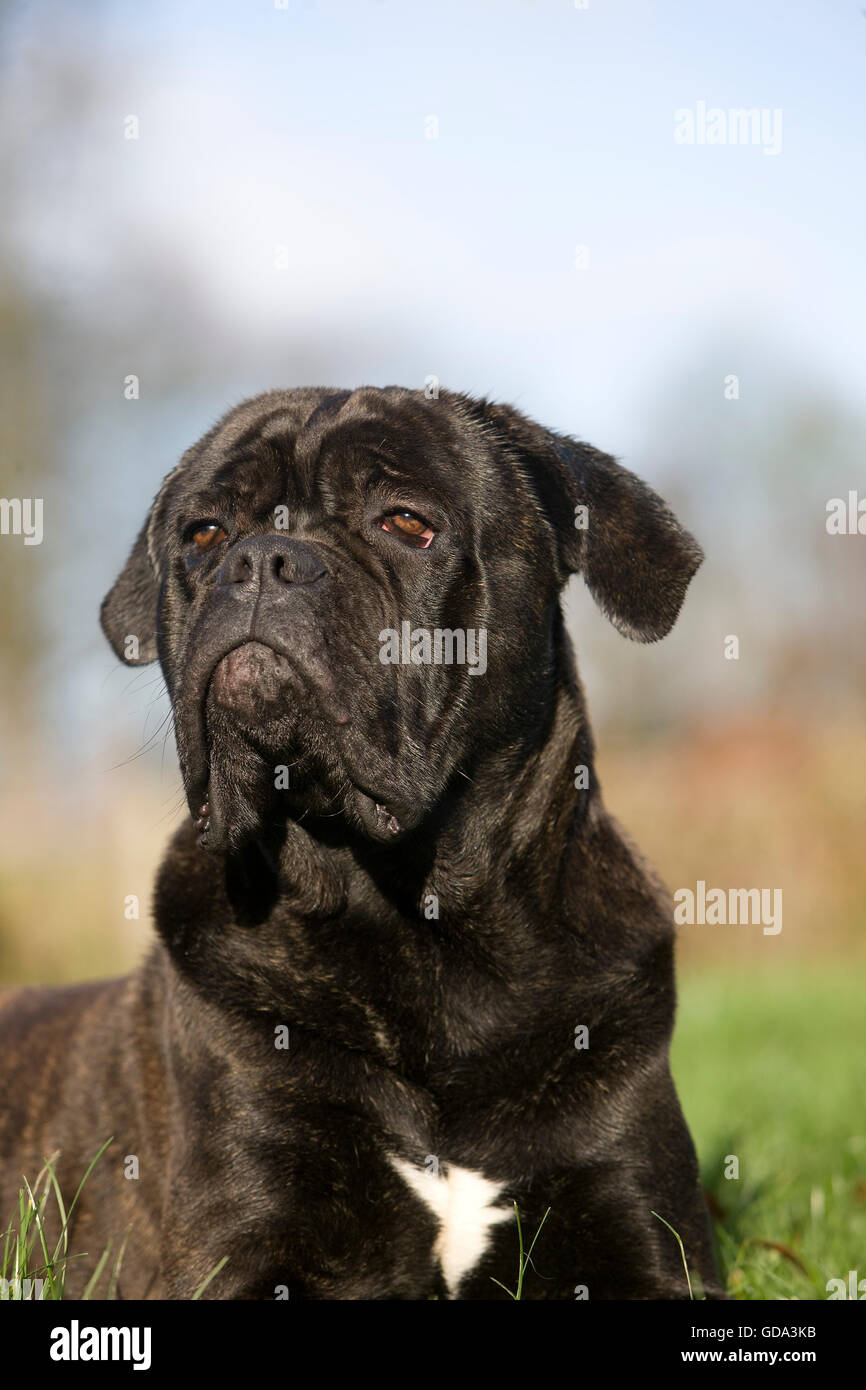 Cane Corso, a Dog Breed from Italy, Portrait of Adult Stock Photo - Alamy