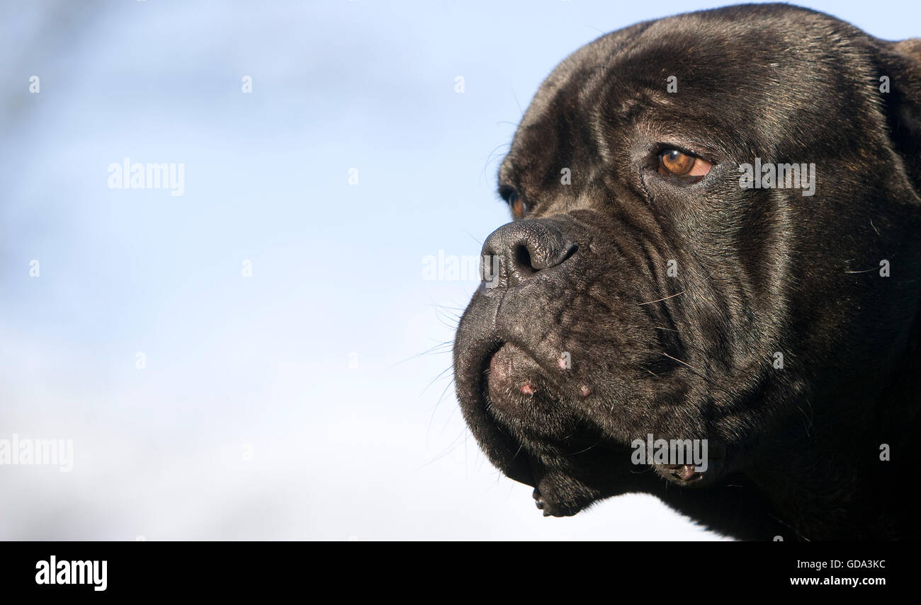 Cane corso head hi-res stock photography and images - Alamy