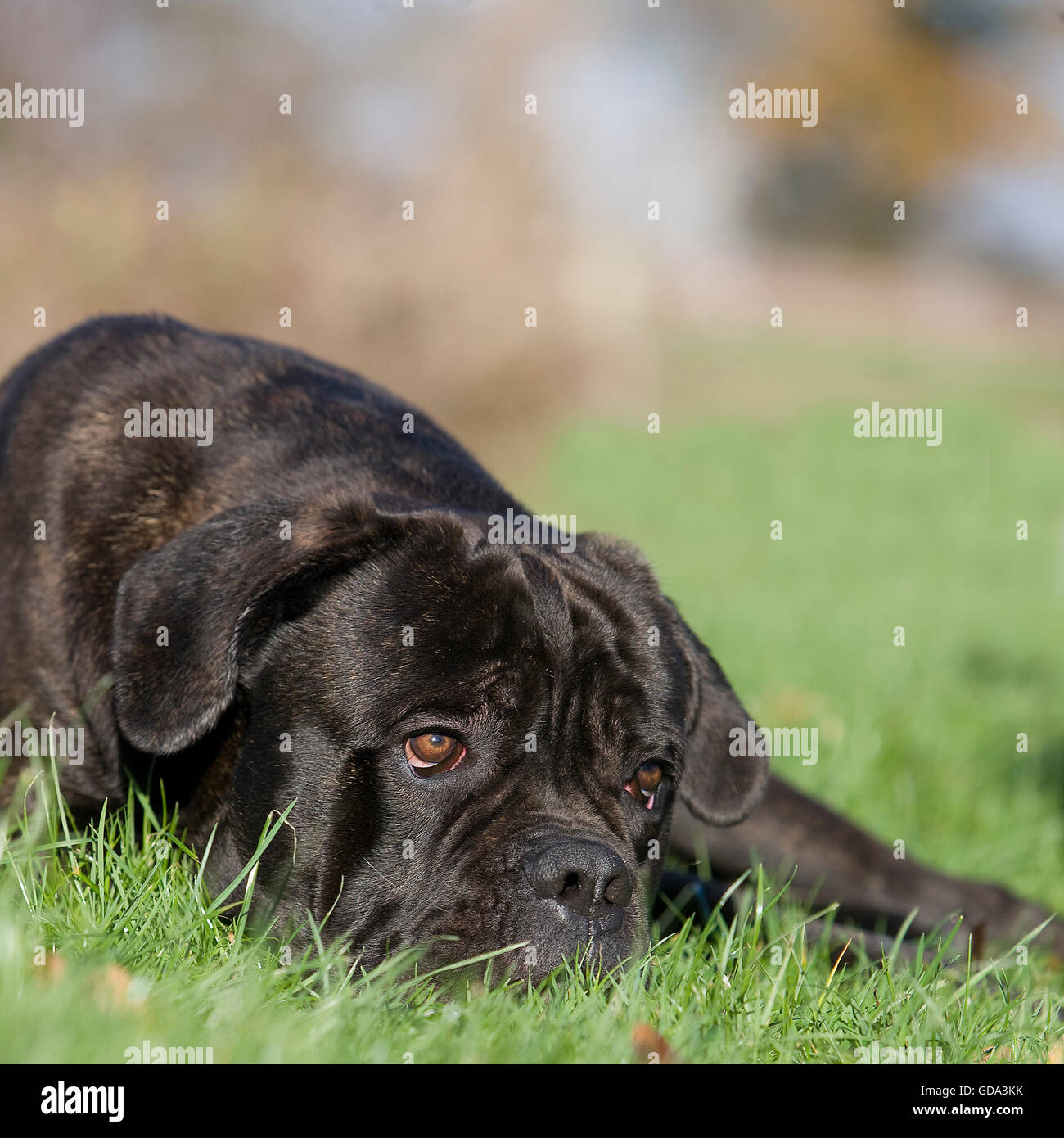 Cane Corso, a Dog Breed from Italy, Adult laying down on Grass Stock ...