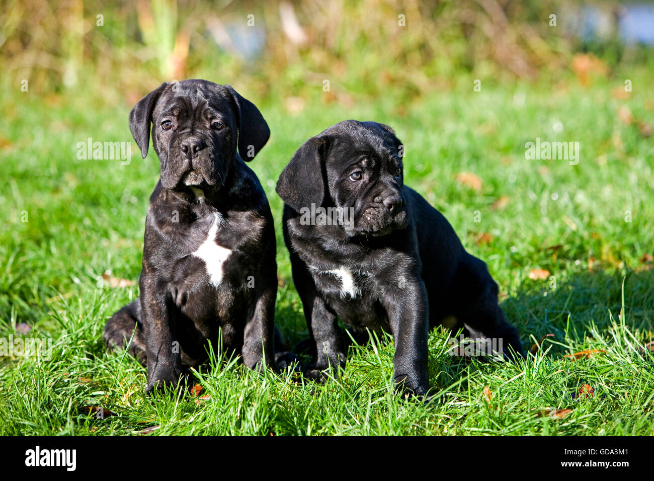 Cane Corso, a Dog Breed from Italie, Puppies sitting on Grass Stock ...