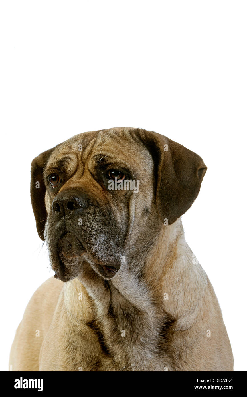 Cane Corso, Dog Breed from Italy, Portrait of Adult Against White ...