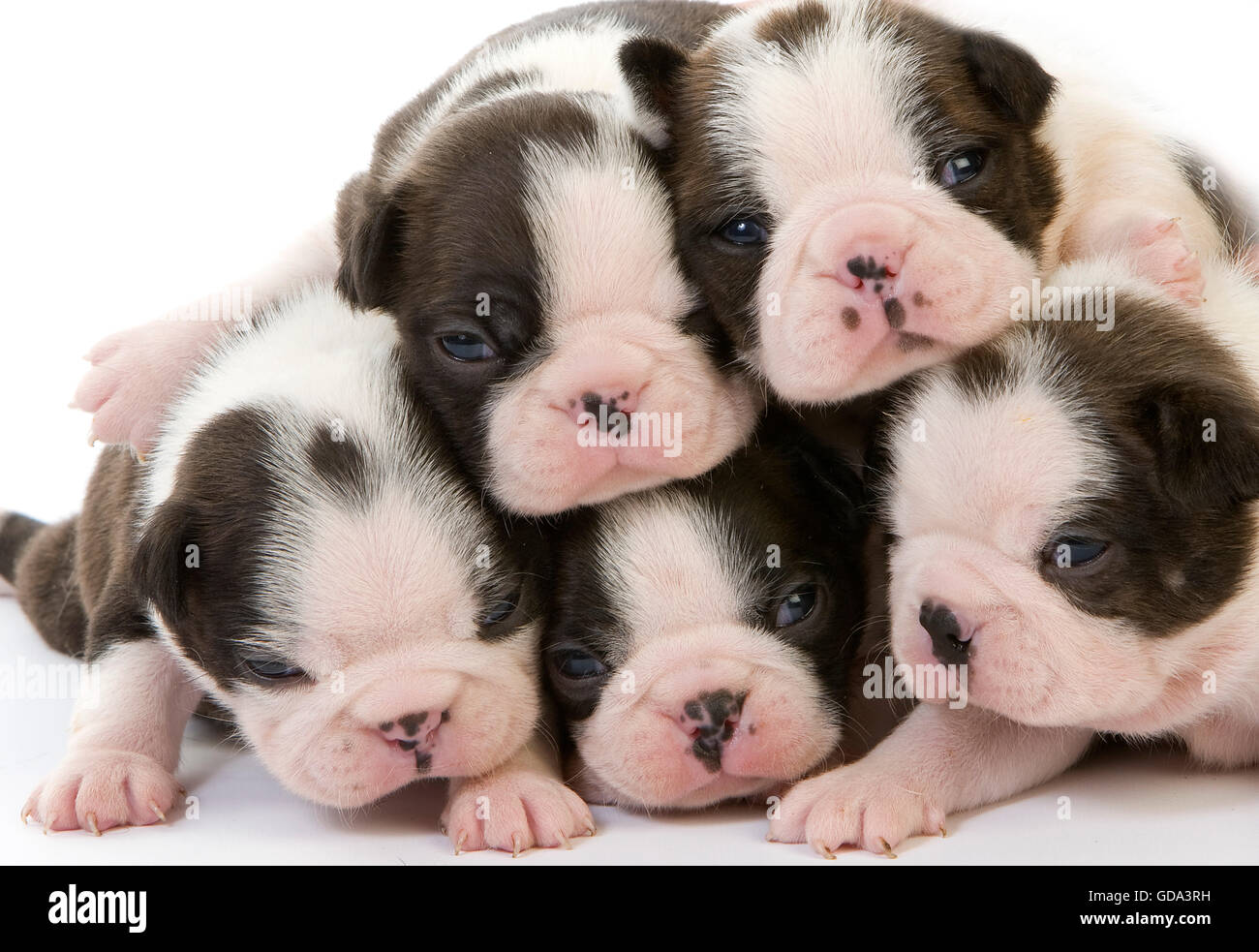 Boston Terrier Newborn Puppies