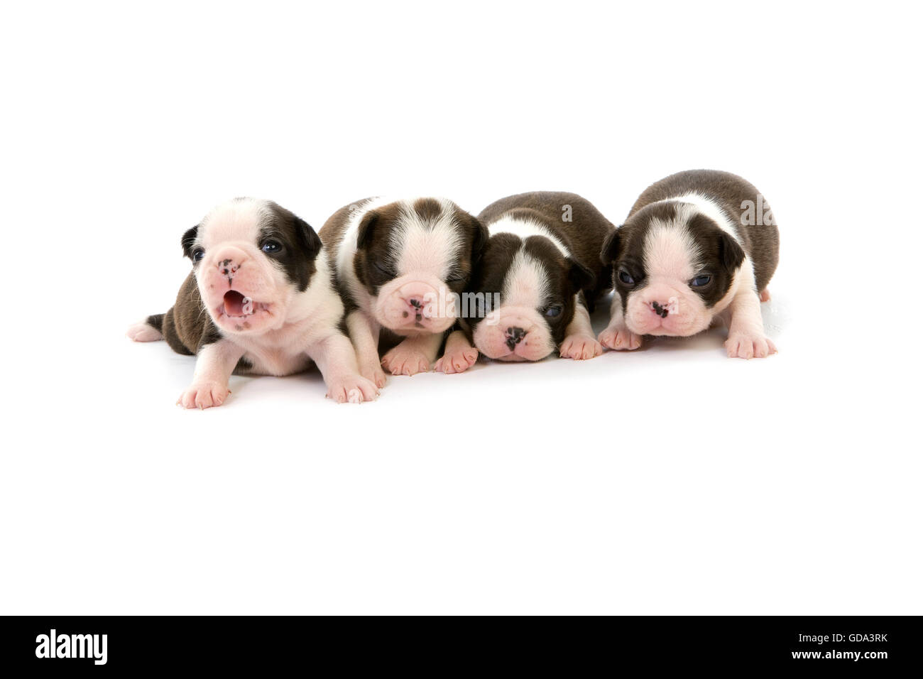 Boston Terrier Newborn Puppies
