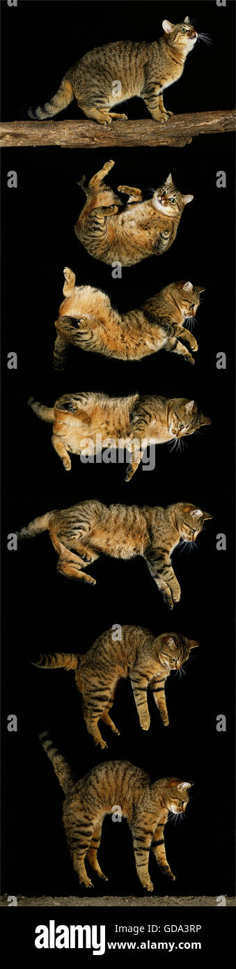 Cat falling sequence hi-res stock photography and images - Alamy