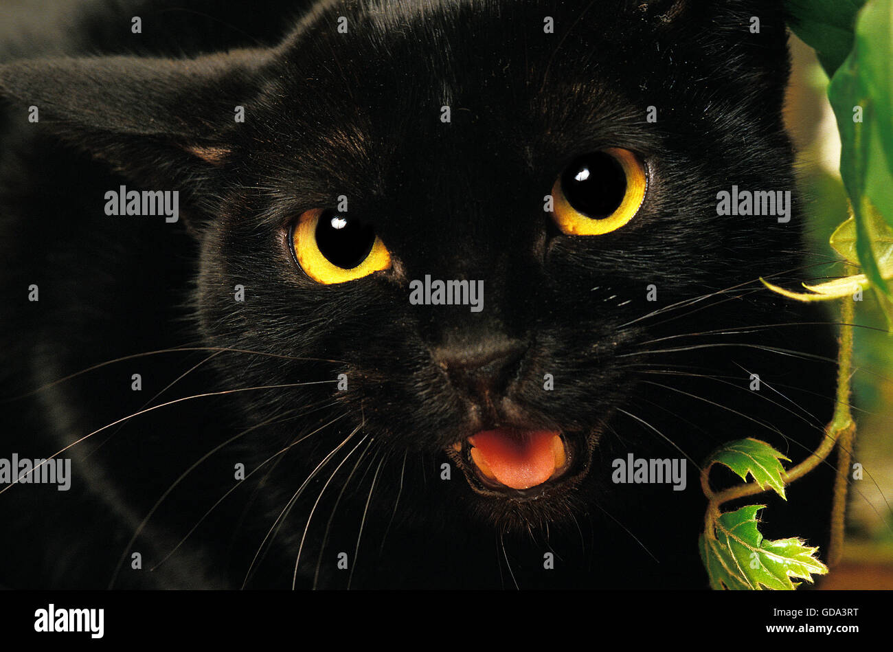 Bombay cat hi-res stock photography and images - Alamy