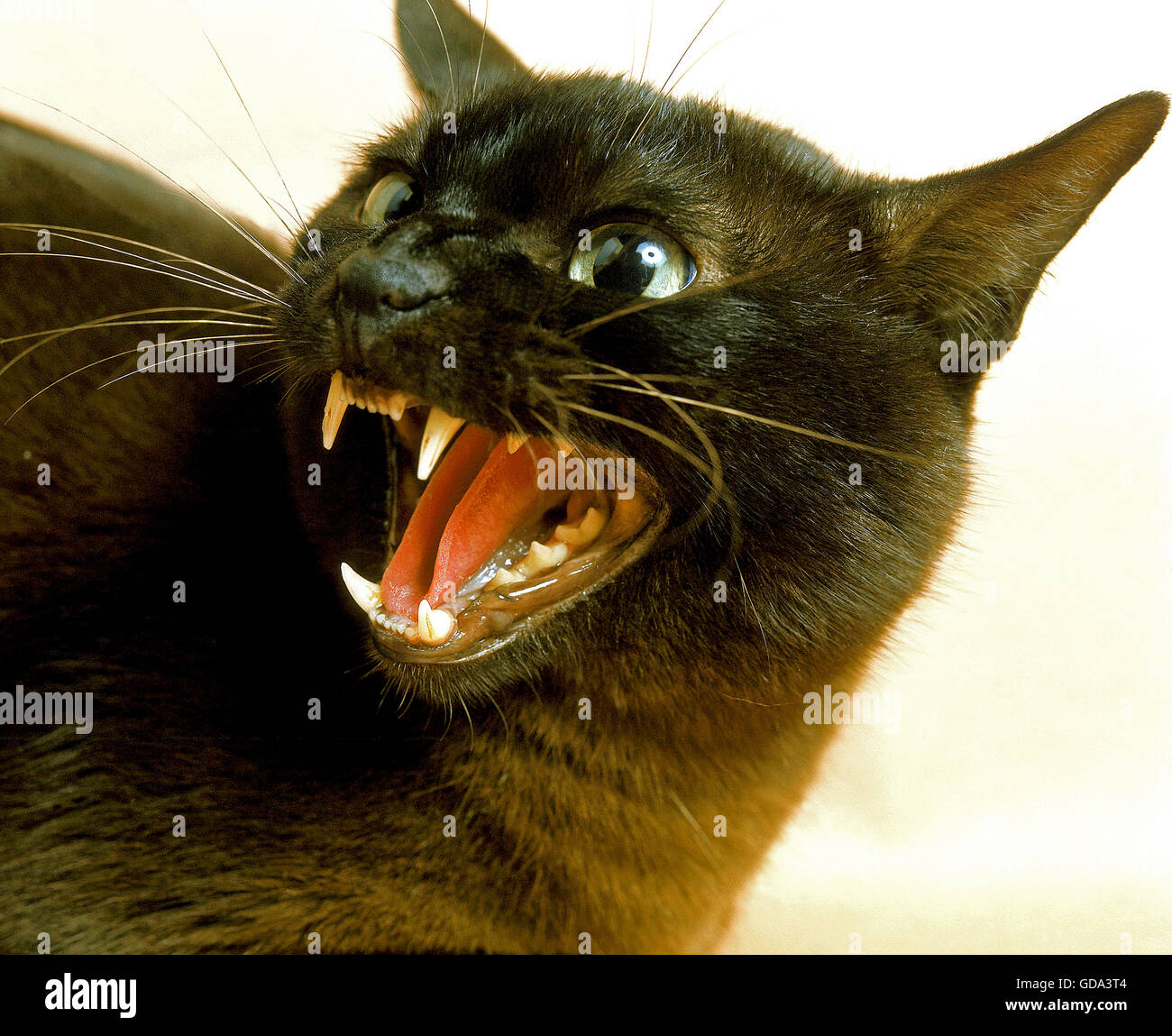 Zibeline Burmese Domestic Cat, Defensive Posture Stock Photo - Alamy