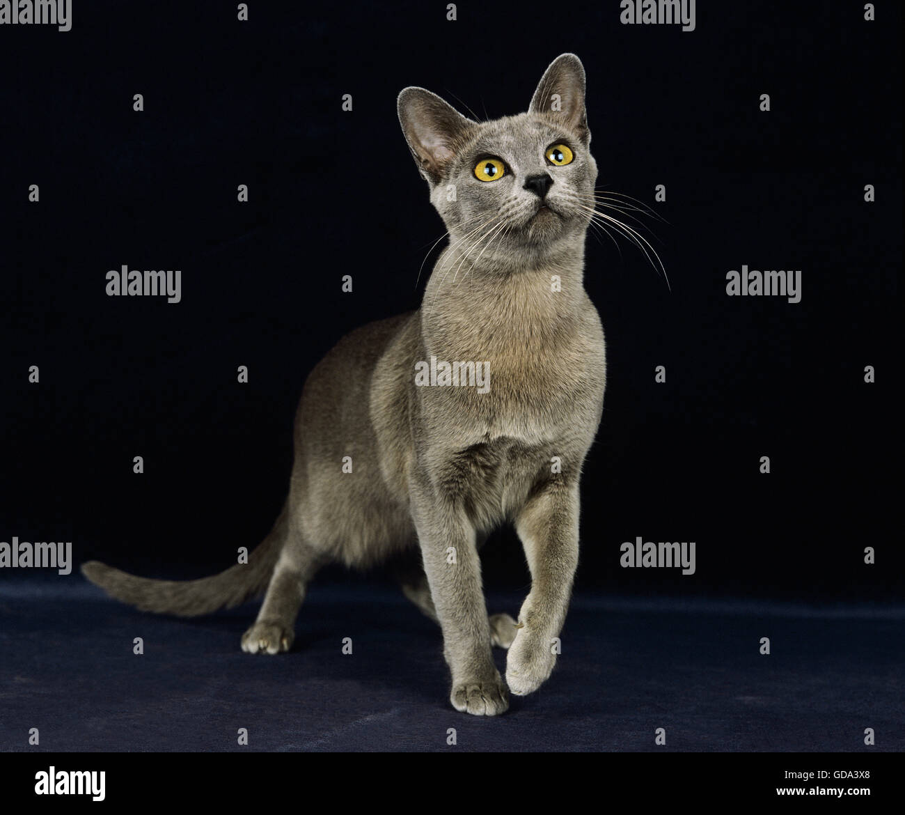 Blue burmese cat hi-res stock photography and images - Alamy