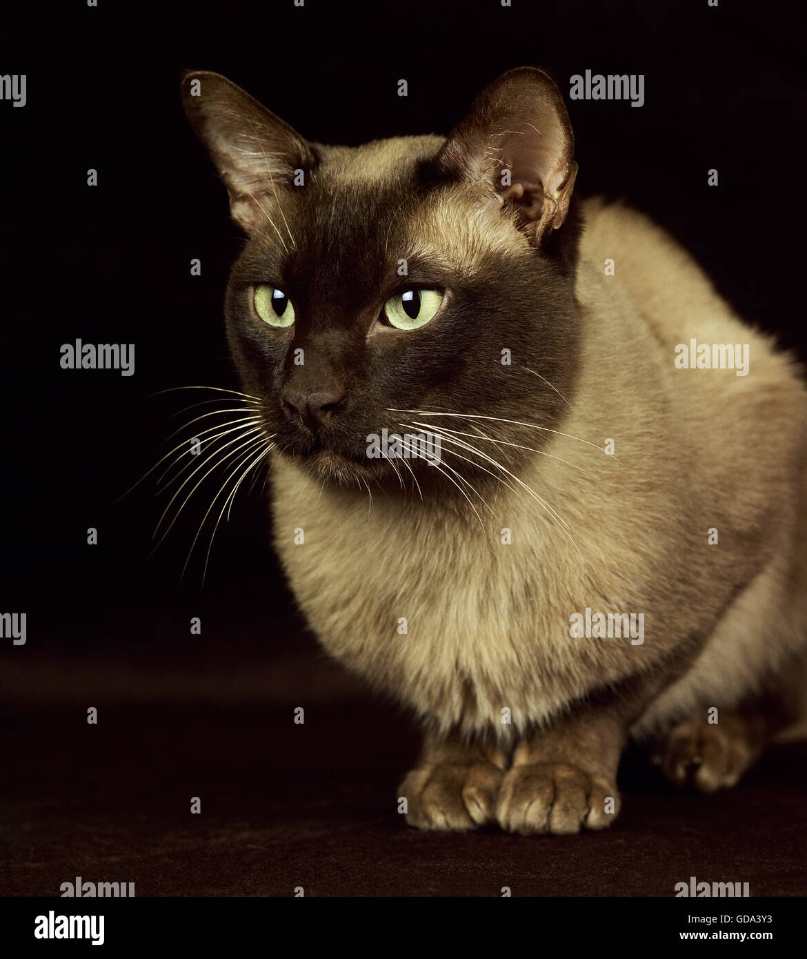 Chocolate Burmese Domestic Cat, Adult against Black Background Stock ...