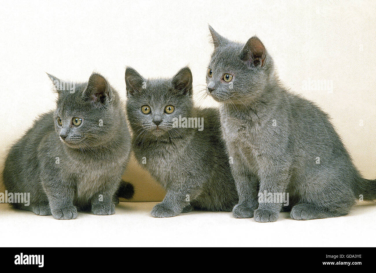 CHARTREUX CAT, KITTEN AGAINST WHITE BACKGROUND Stock Photo - Alamy