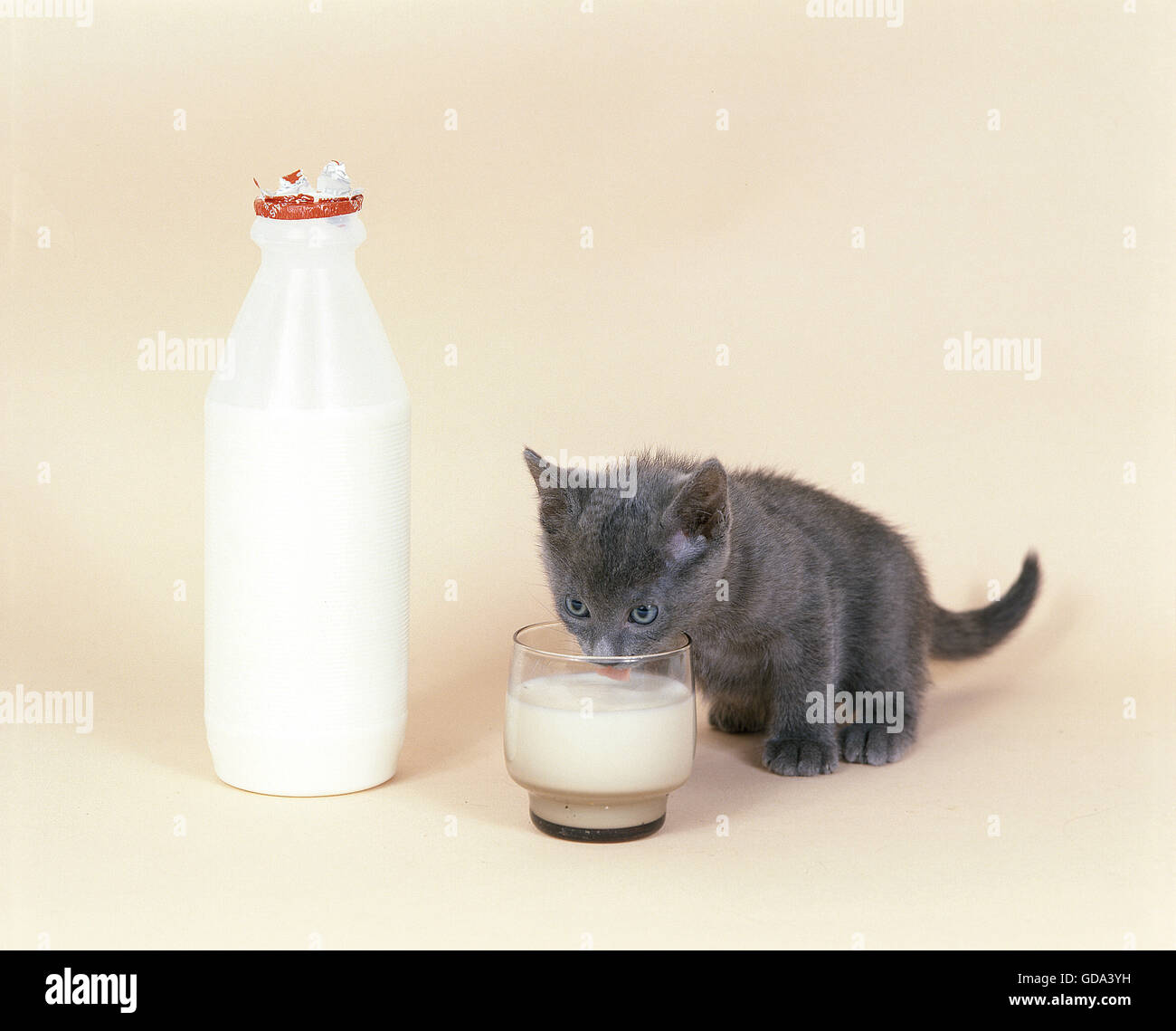 Chartreux Kitten Drinking Milk Stock Photo - Alamy