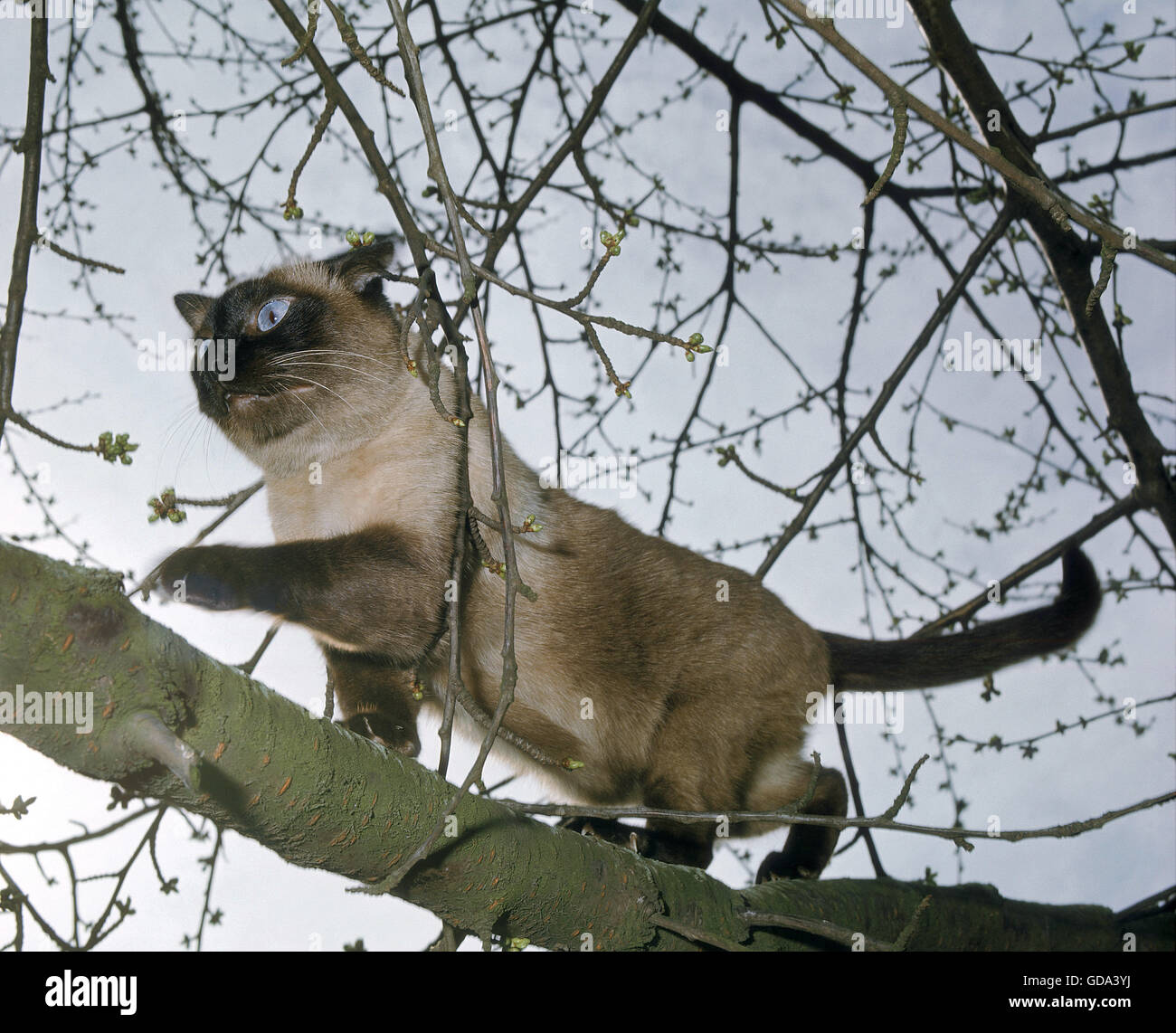 Cat balancing hi-res stock photography and images - Alamy